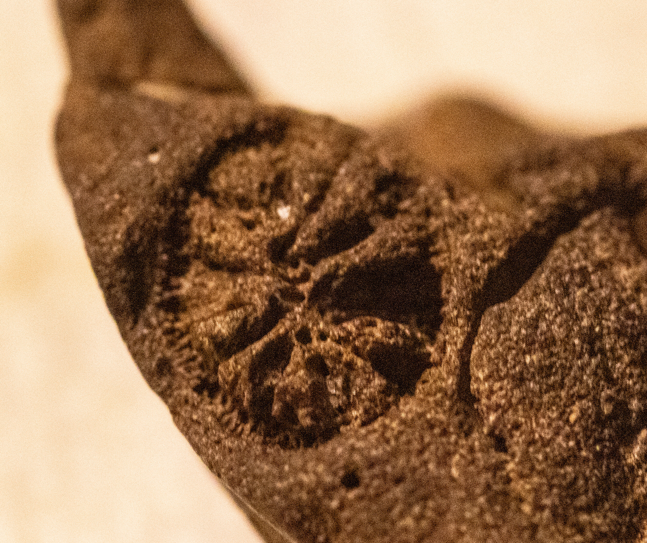 Strange round print in rock - Fossil ID - The Fossil Forum
