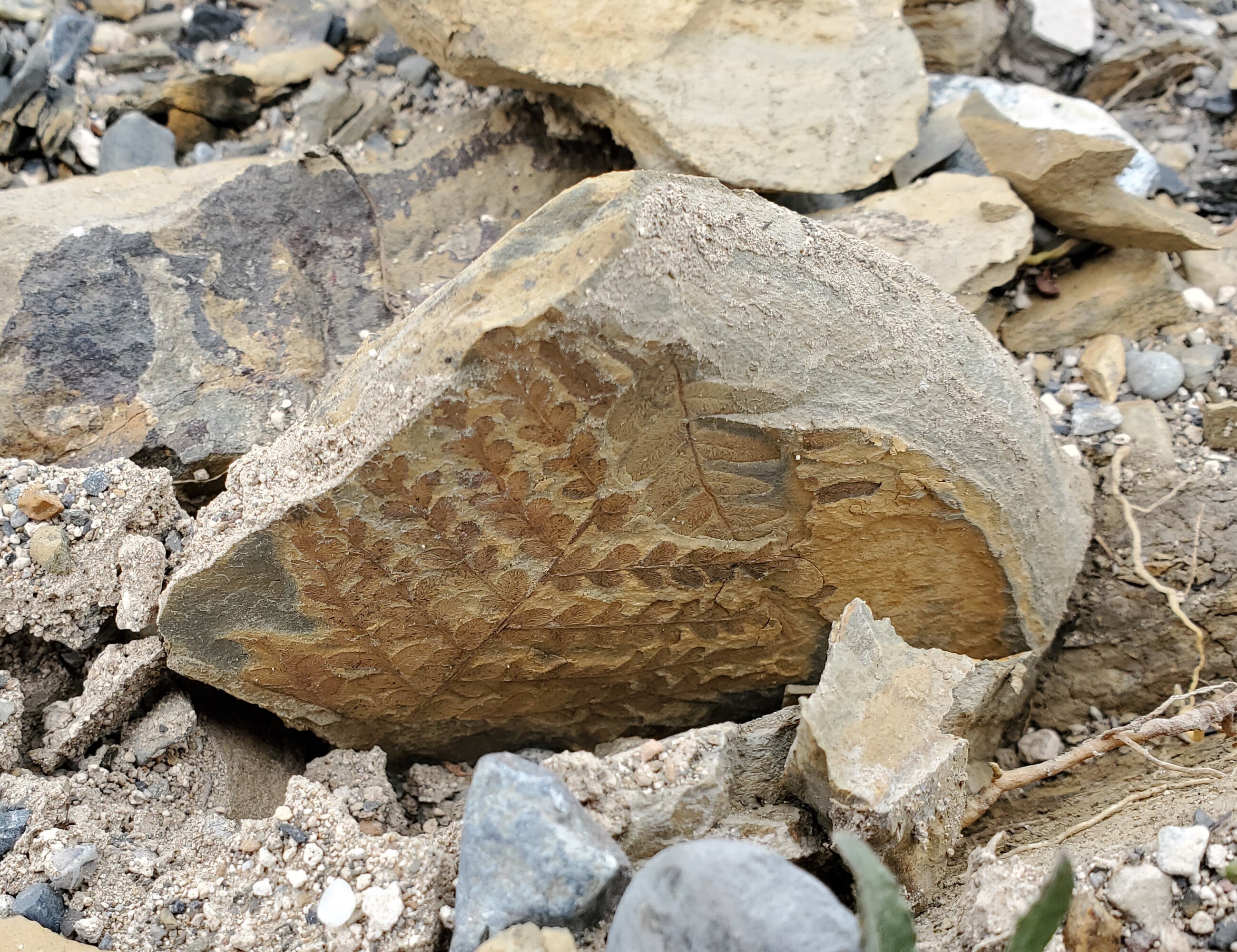 Plant Fossils Carboniferous - Fossil ID - The Fossil Forum