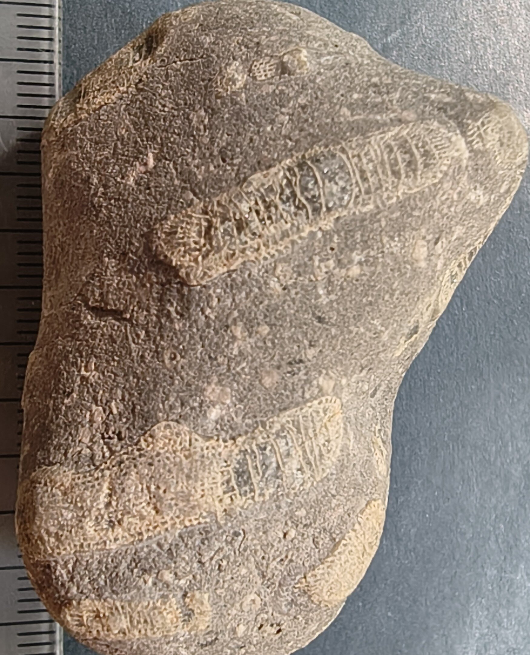 Syringopora? - Fossil ID - The Fossil Forum