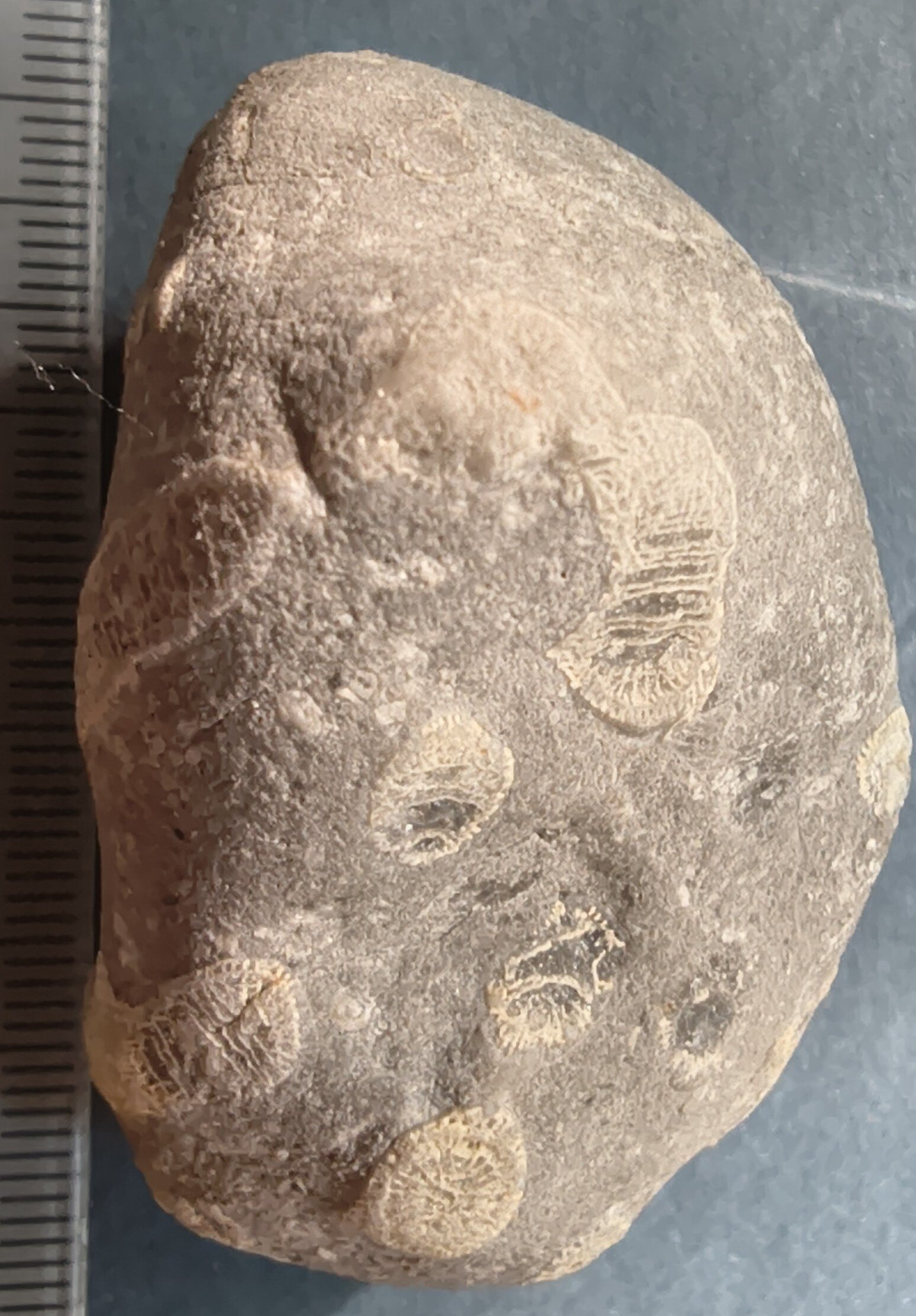 Syringopora? - Fossil ID - The Fossil Forum