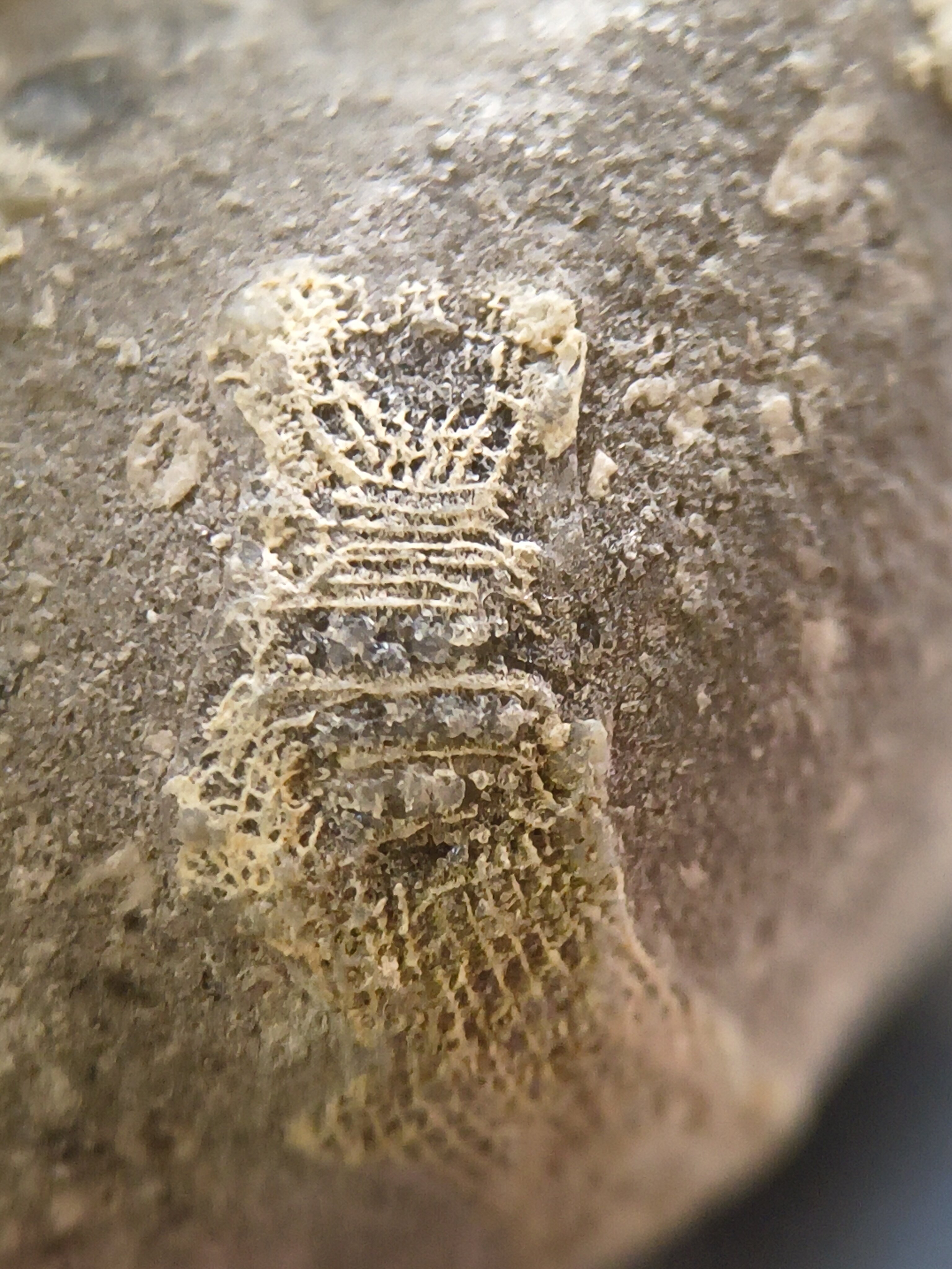 Syringopora? - Fossil ID - The Fossil Forum