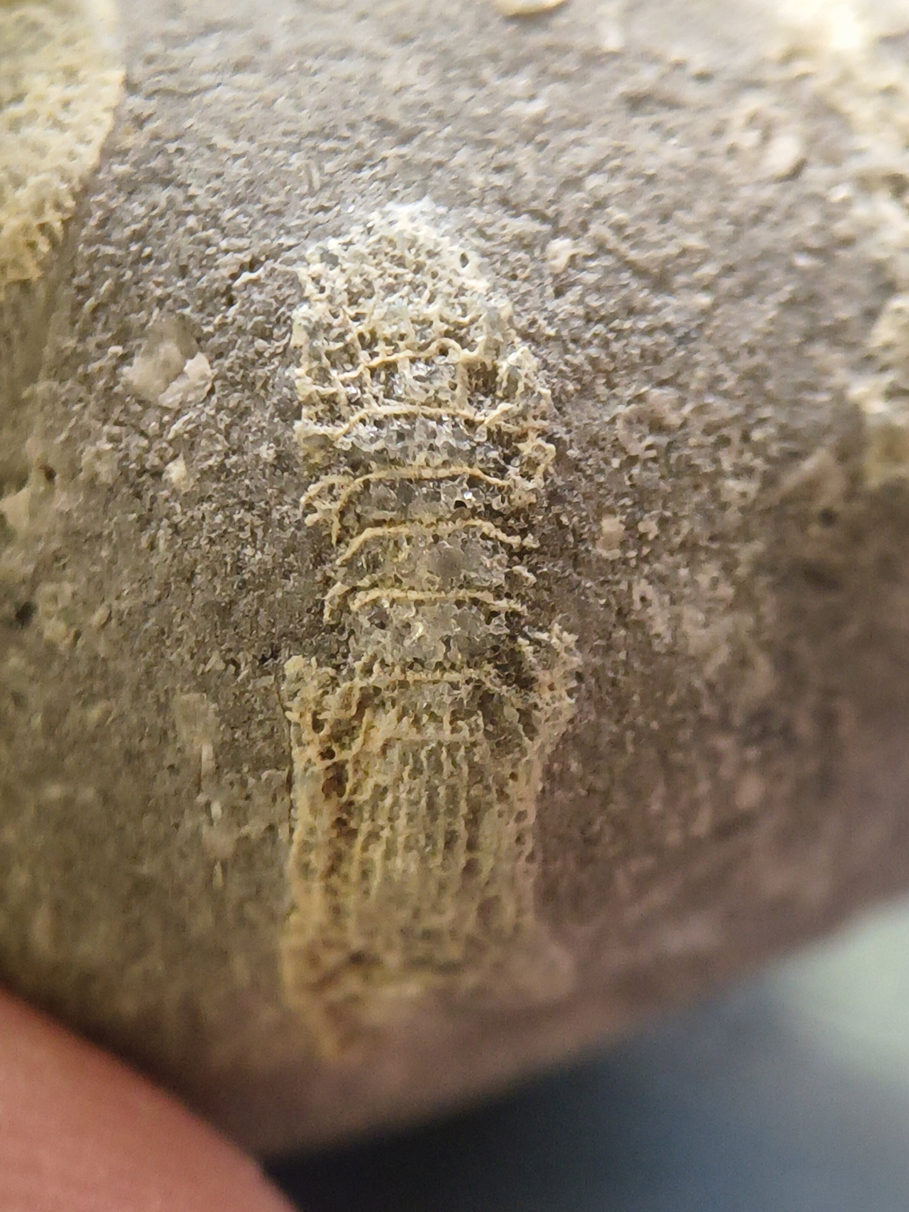 Syringopora? - Fossil ID - The Fossil Forum
