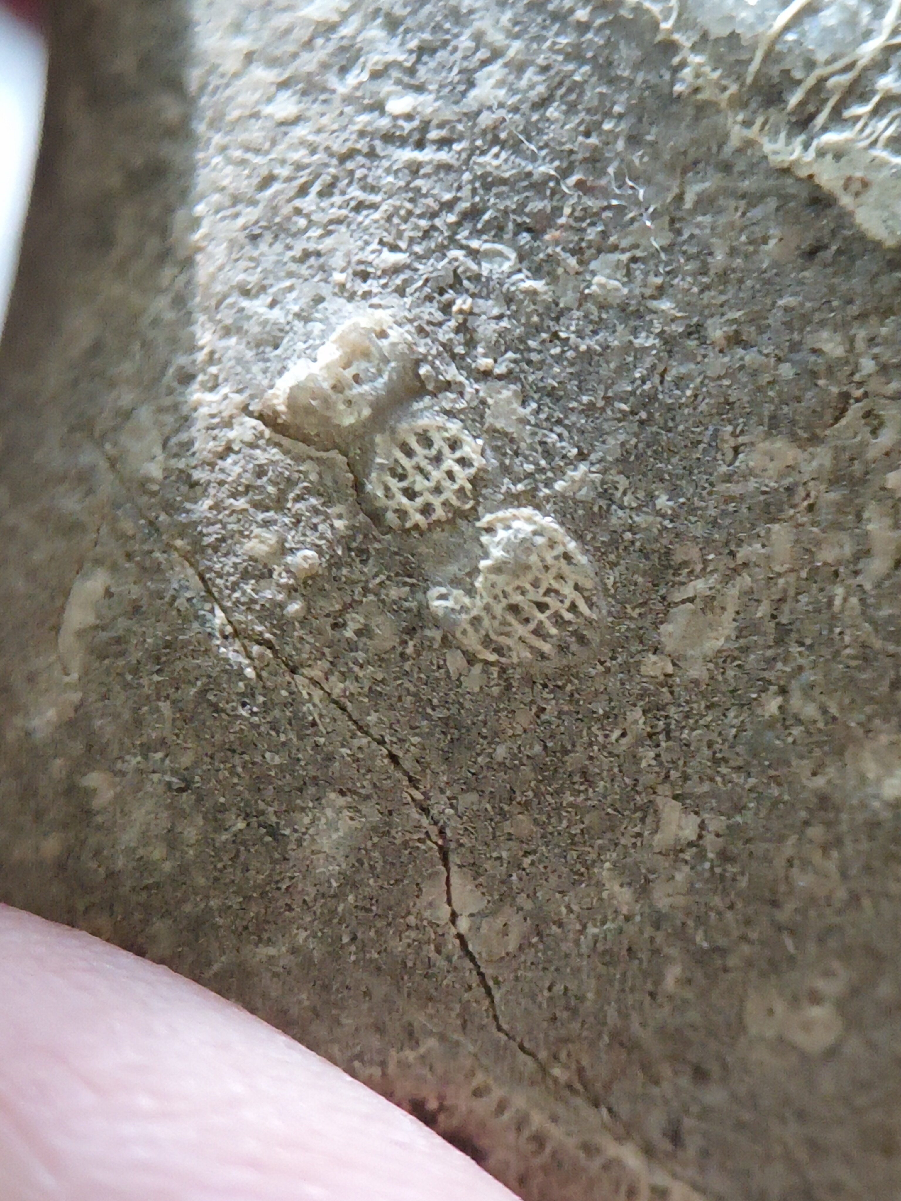 Syringopora? - Fossil ID - The Fossil Forum