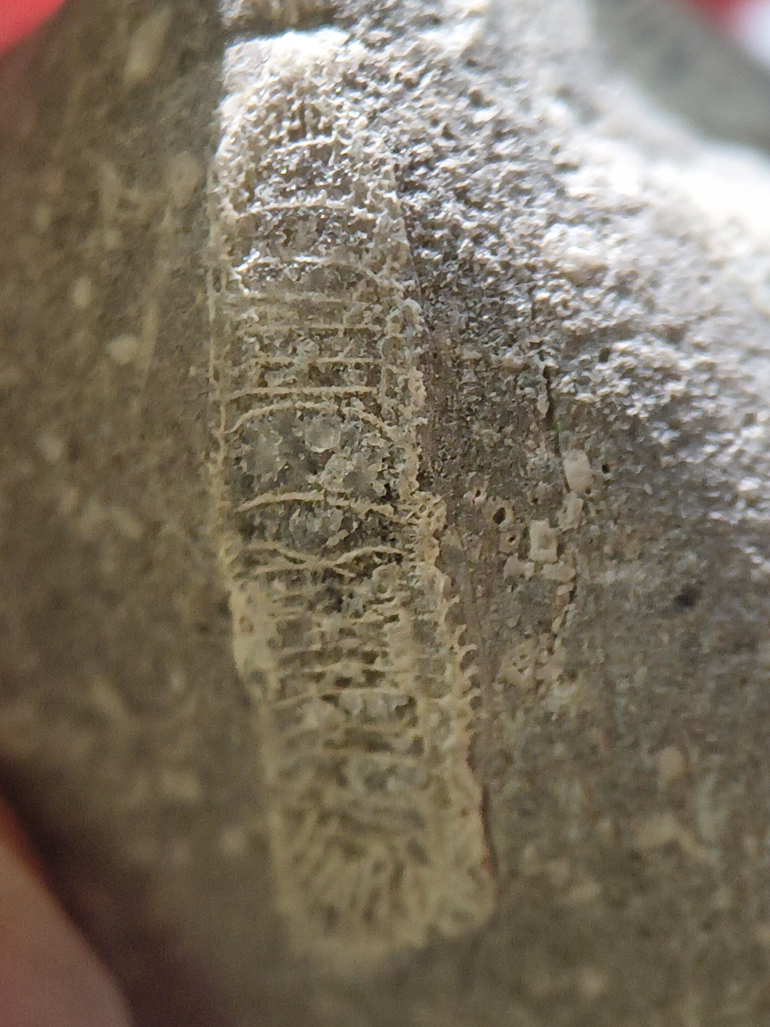 Syringopora? - Fossil ID - The Fossil Forum