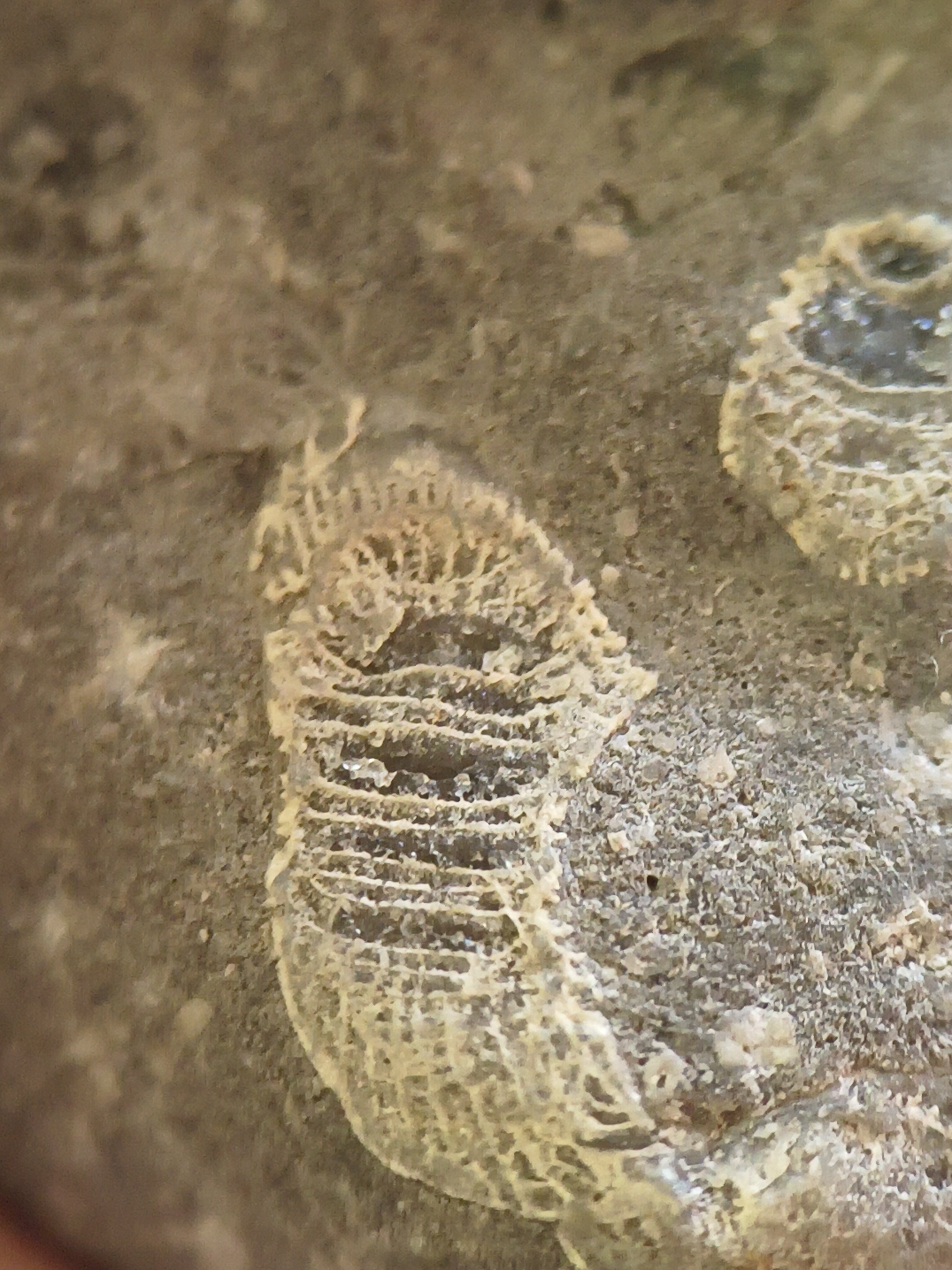 Syringopora? - Fossil ID - The Fossil Forum