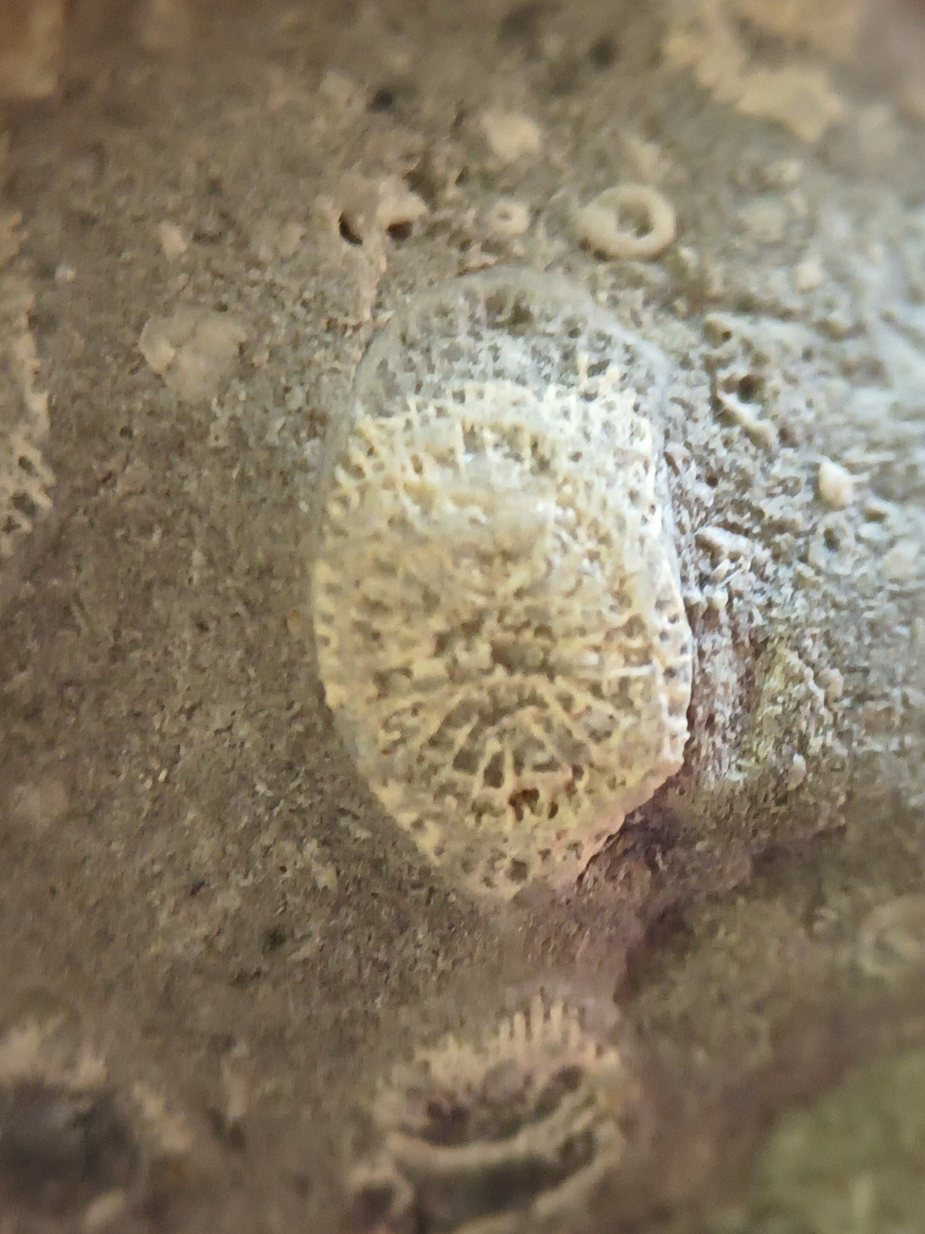 Syringopora? - Fossil ID - The Fossil Forum