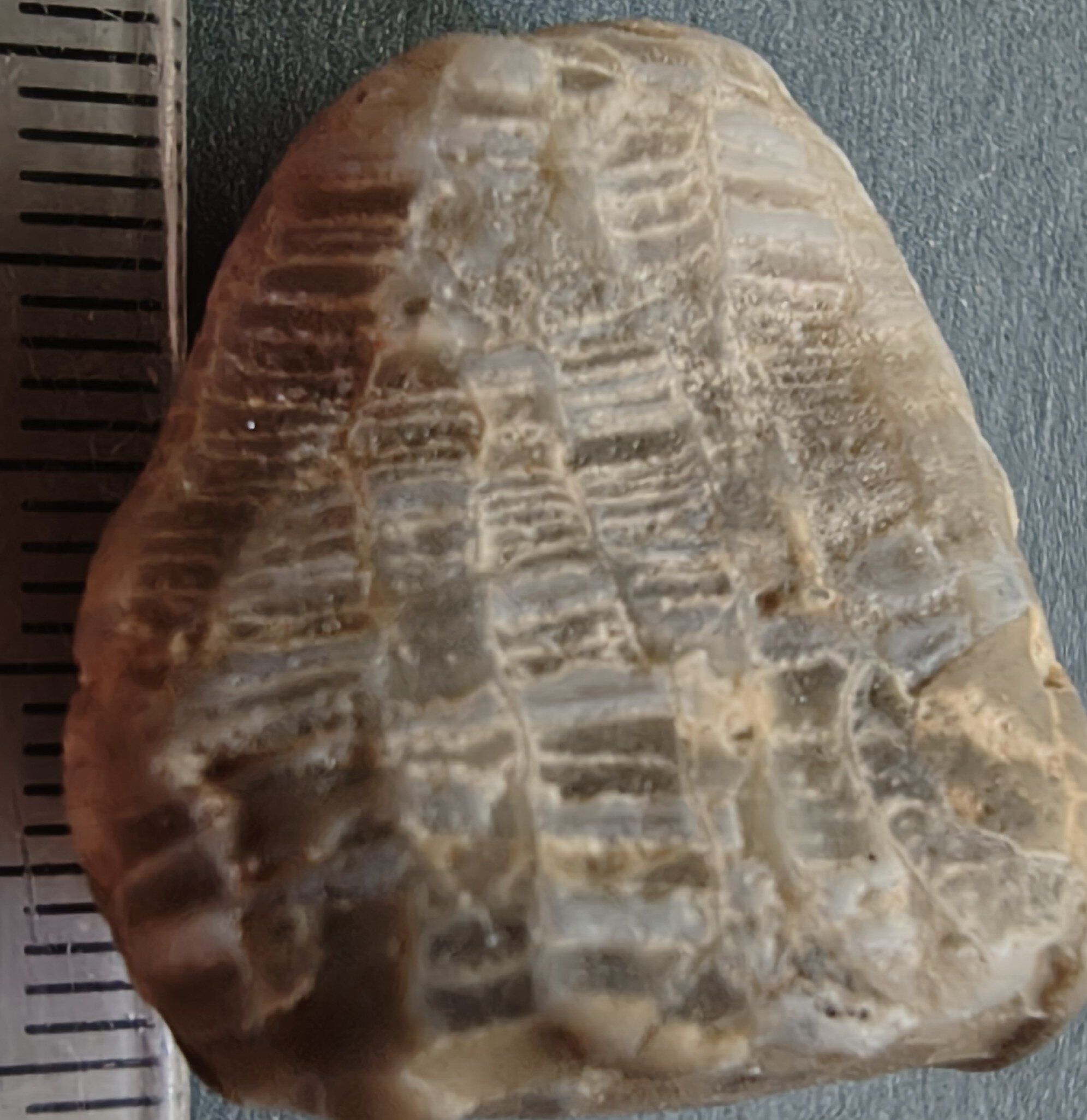 Two Different Types of Coral - Fossil ID - The Fossil Forum