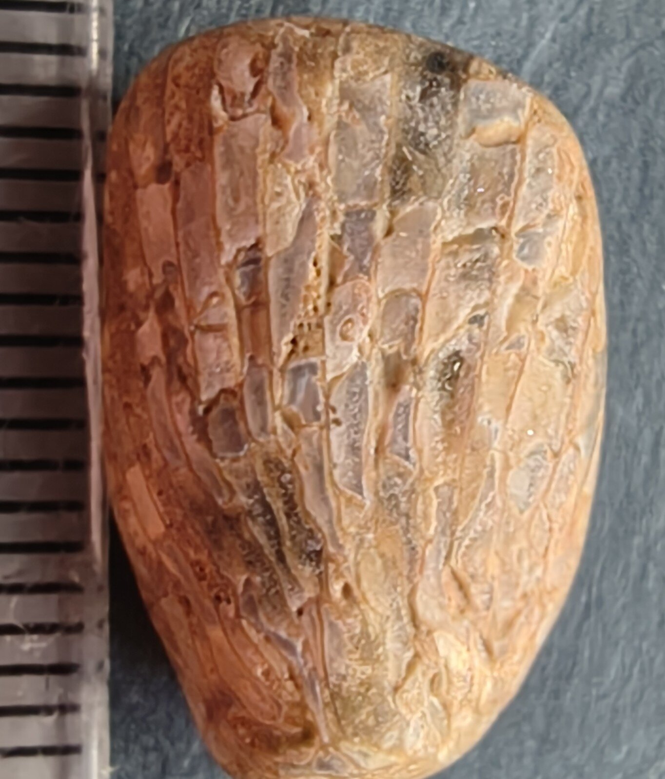Two Different Types of Coral - Fossil ID - The Fossil Forum