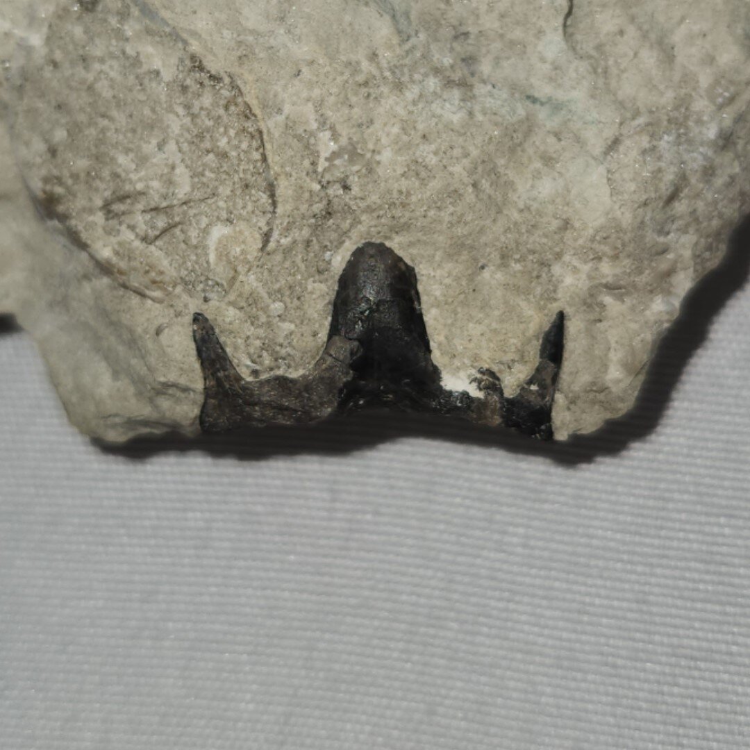 Return to Form: Hunting Ratfish in the Bond - Fossil Hunting Trips ...