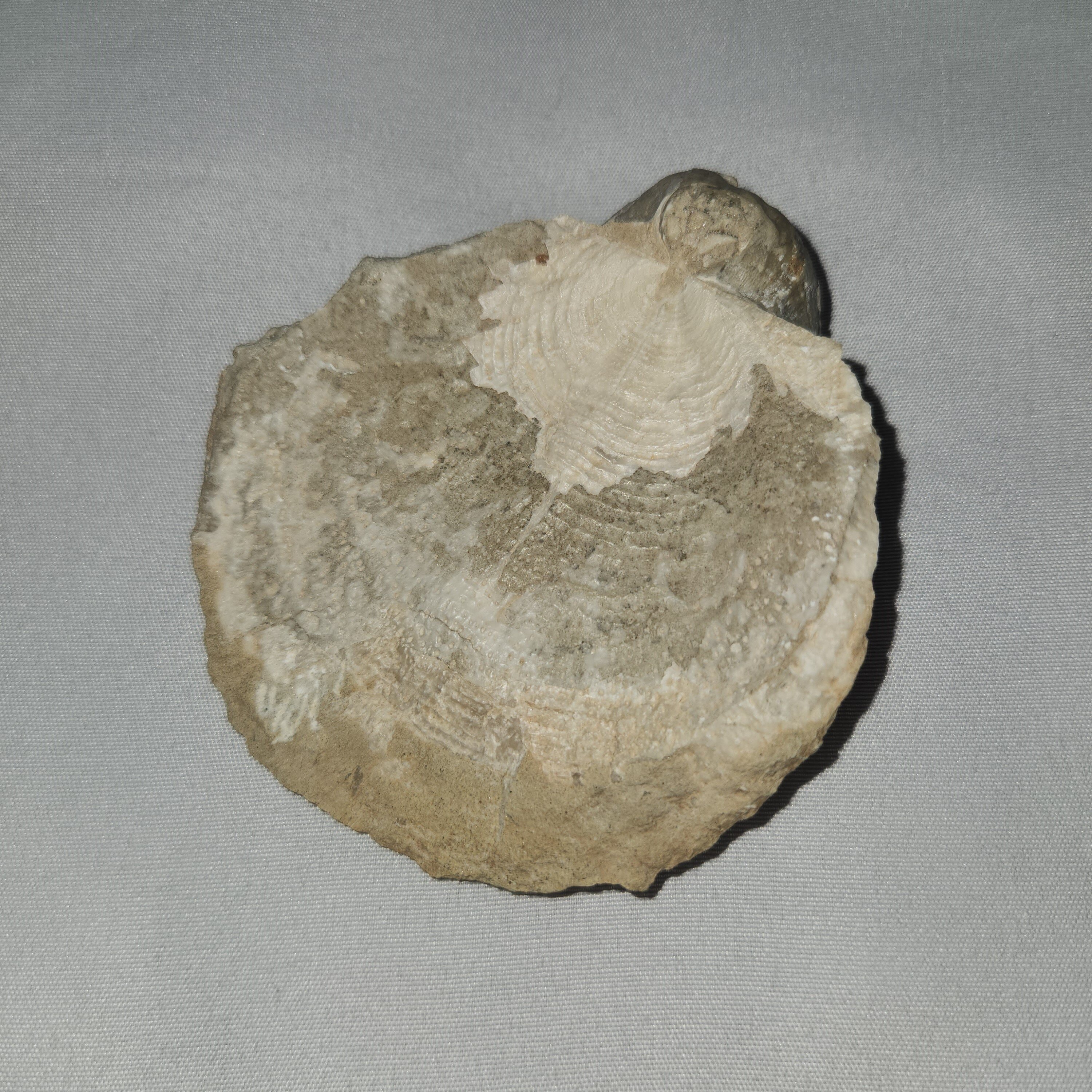 Return to Form: Hunting Ratfish in the Bond - Fossil Hunting Trips ...