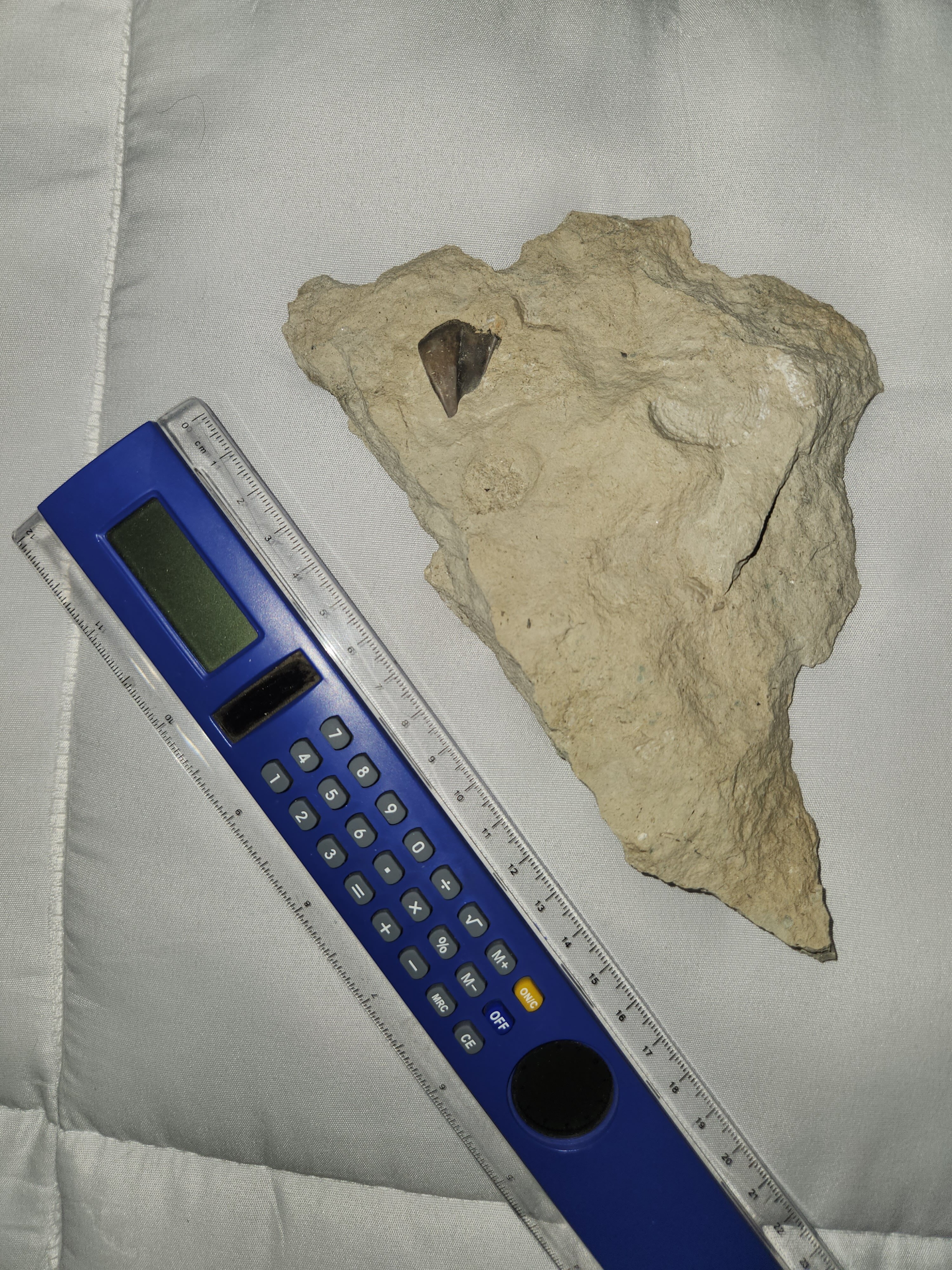 Return to Form: Hunting Ratfish in the Bond - Fossil Hunting Trips ...