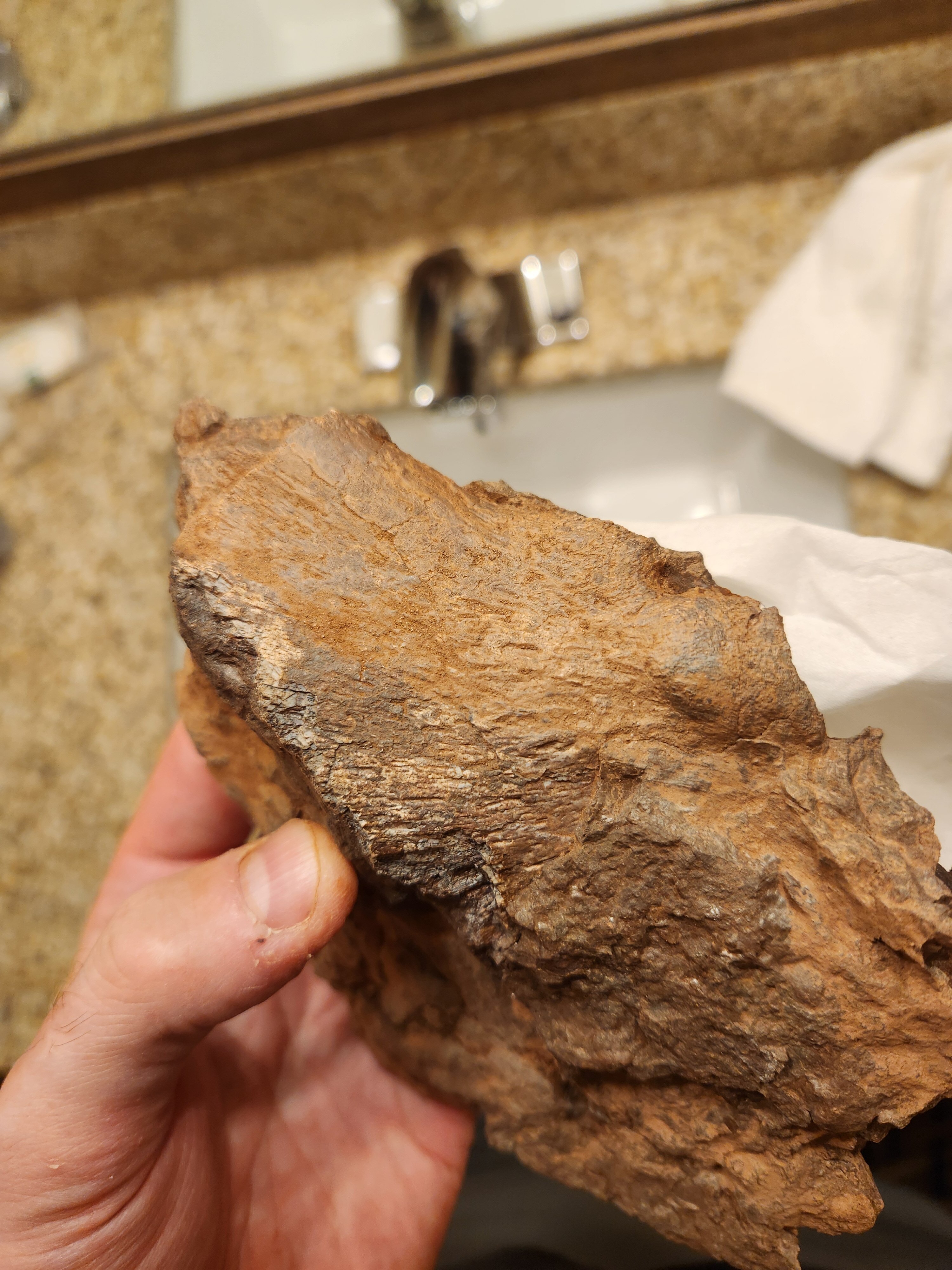 Red Hill Bone - Fossil ID - The Fossil Forum