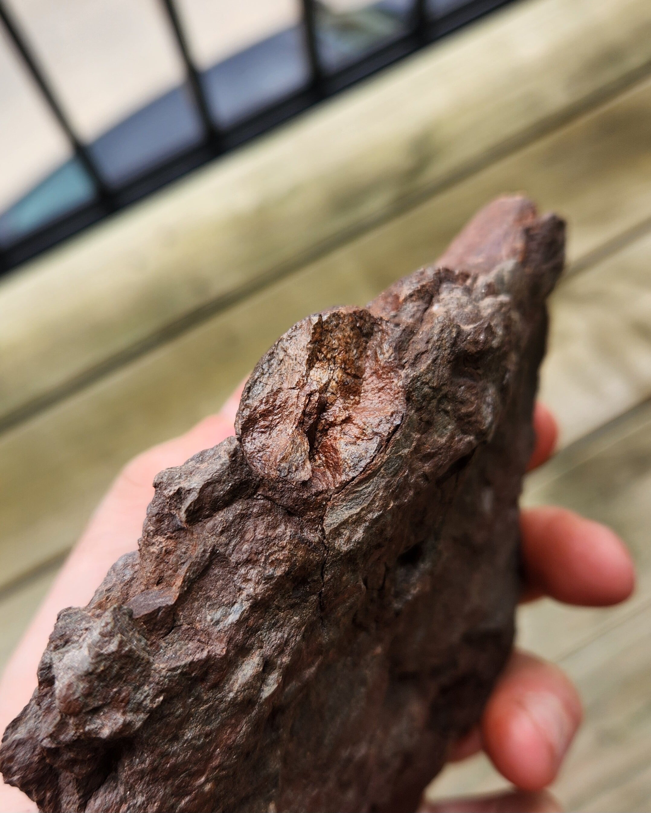 Red Hill Bone - Fossil ID - The Fossil Forum
