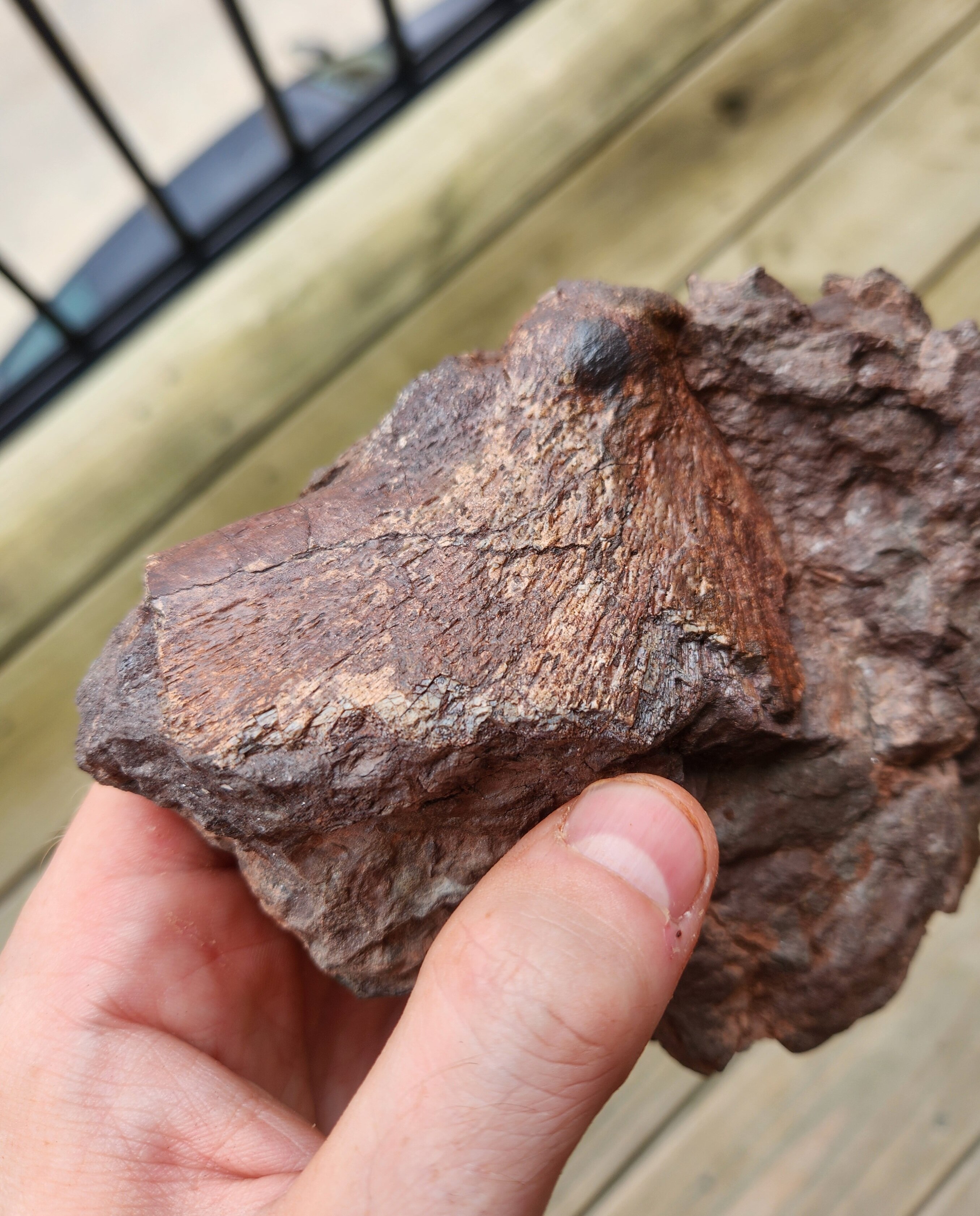 Red Hill Bone - Fossil ID - The Fossil Forum
