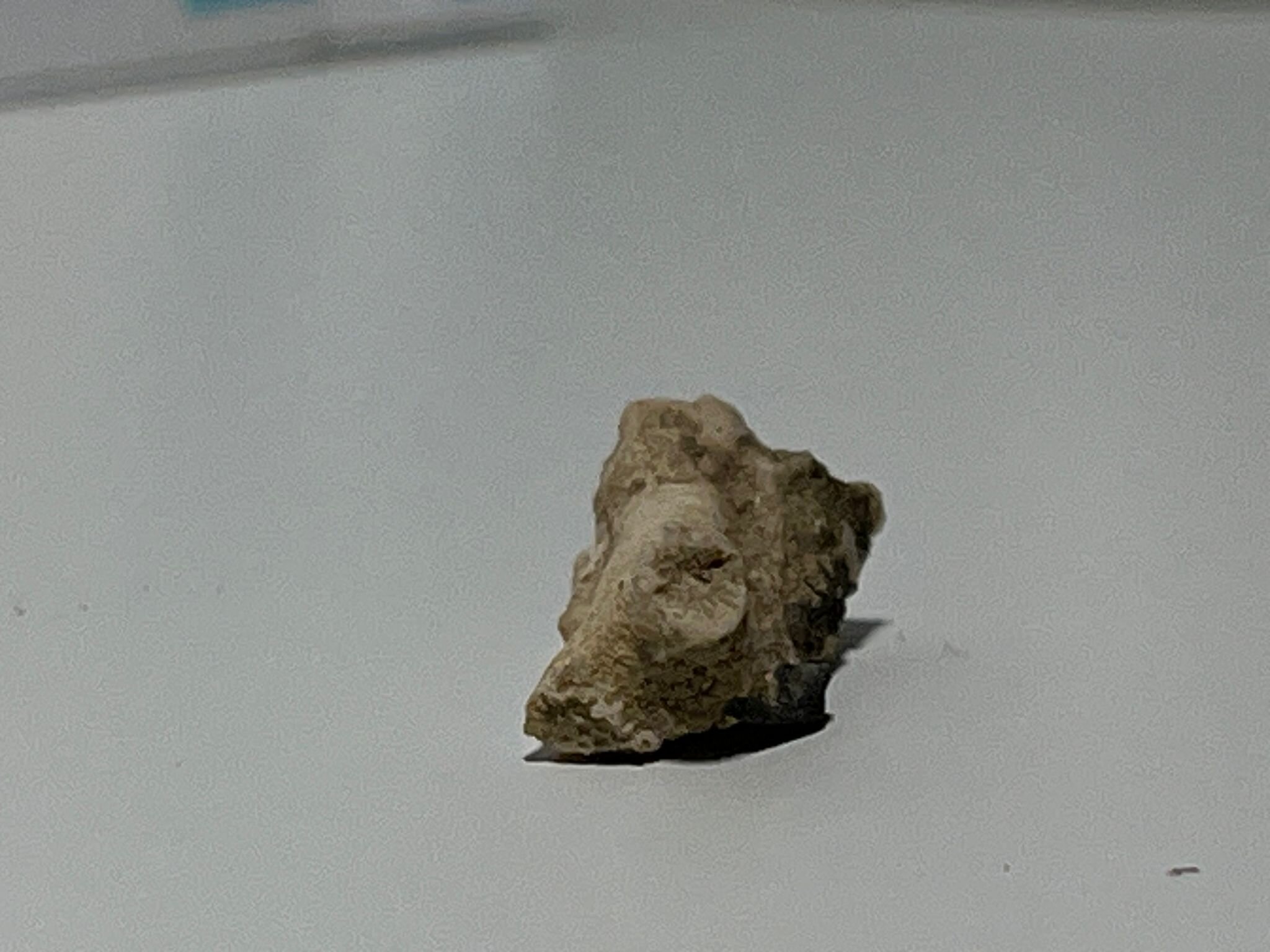 This is a bone? - Fossil ID - The Fossil Forum