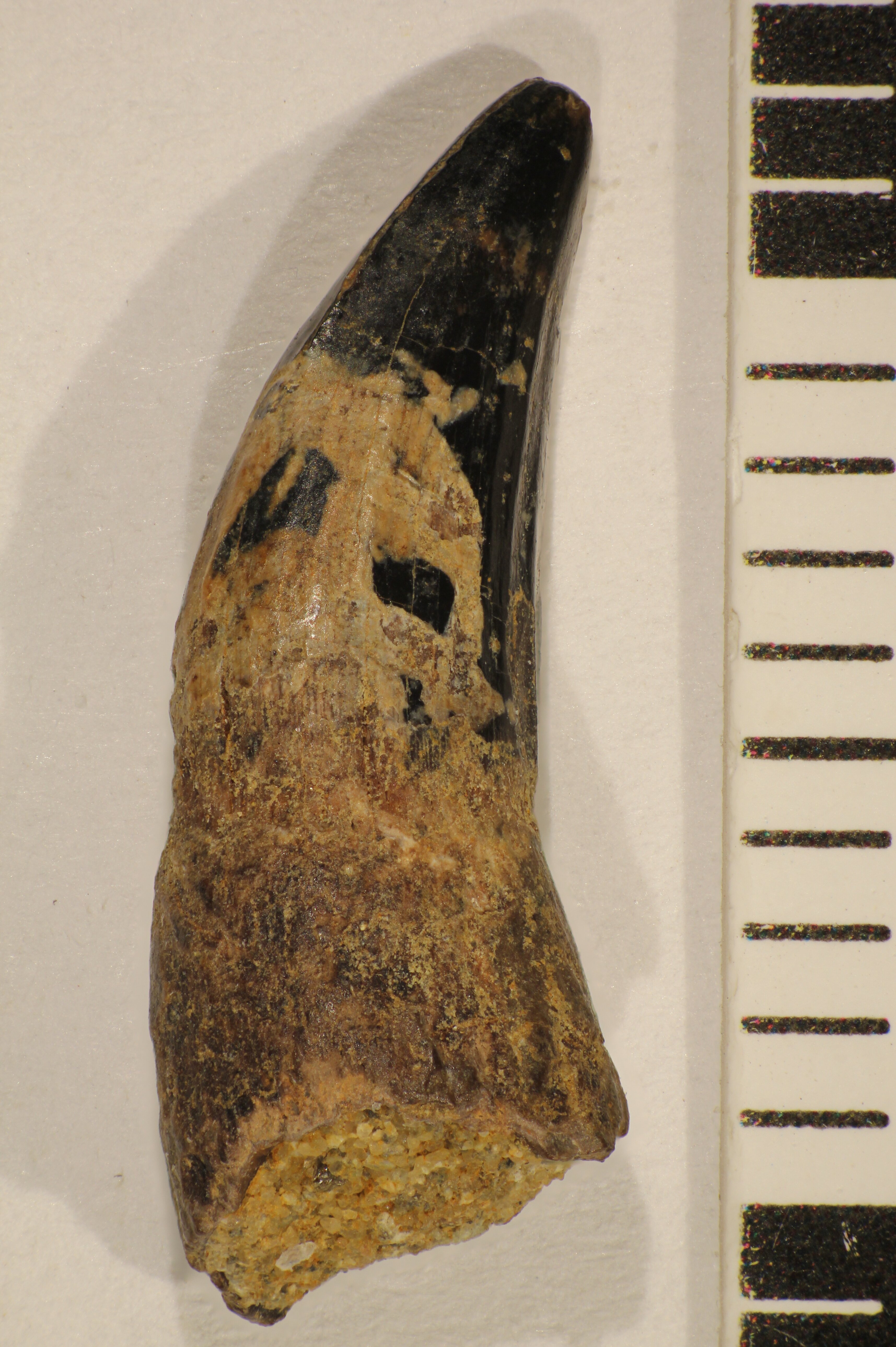 Cone shaped theropod or crocodile like tooth from the Lance Formation ...