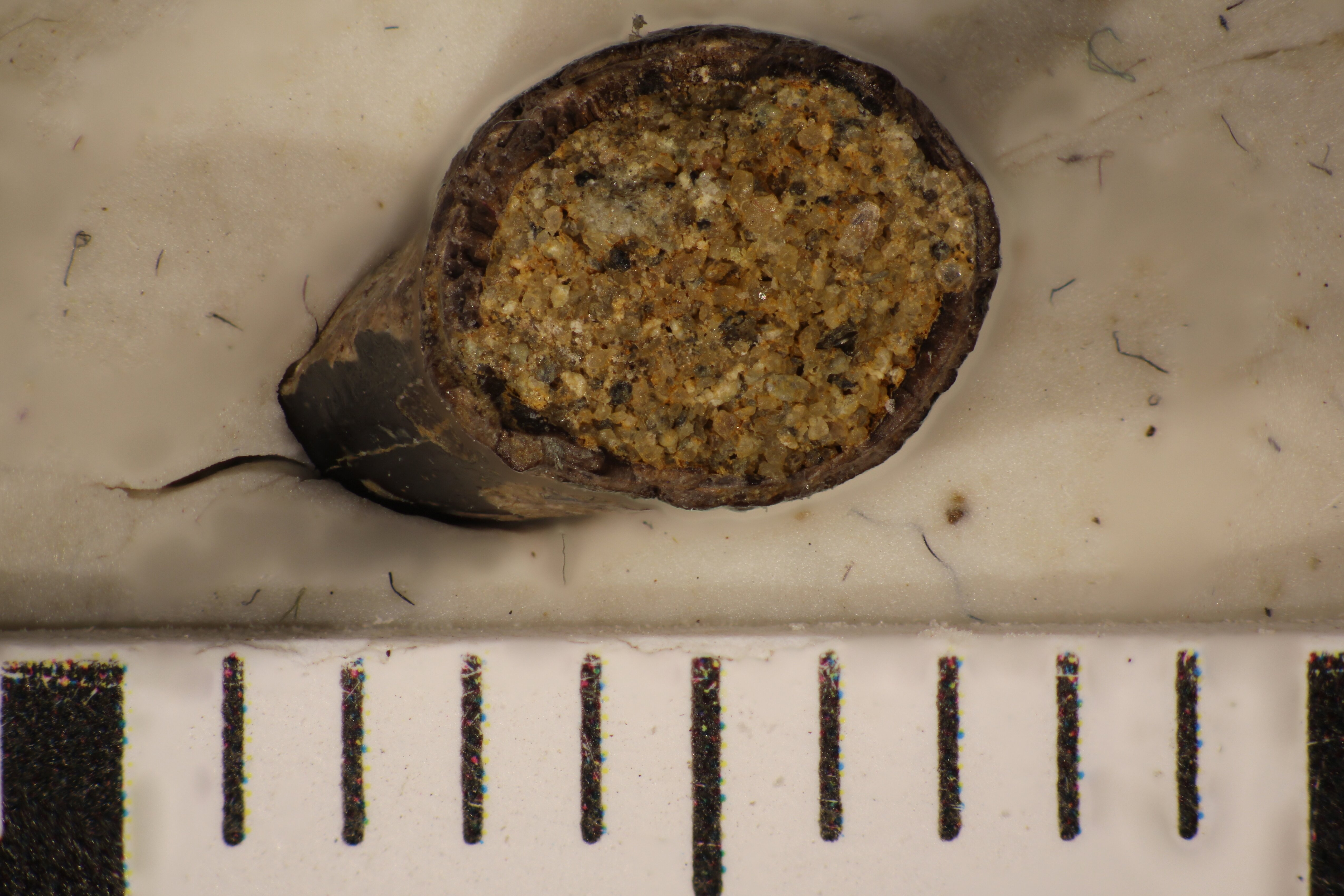 Cone shaped theropod or crocodile like tooth from the Lance Formation ...