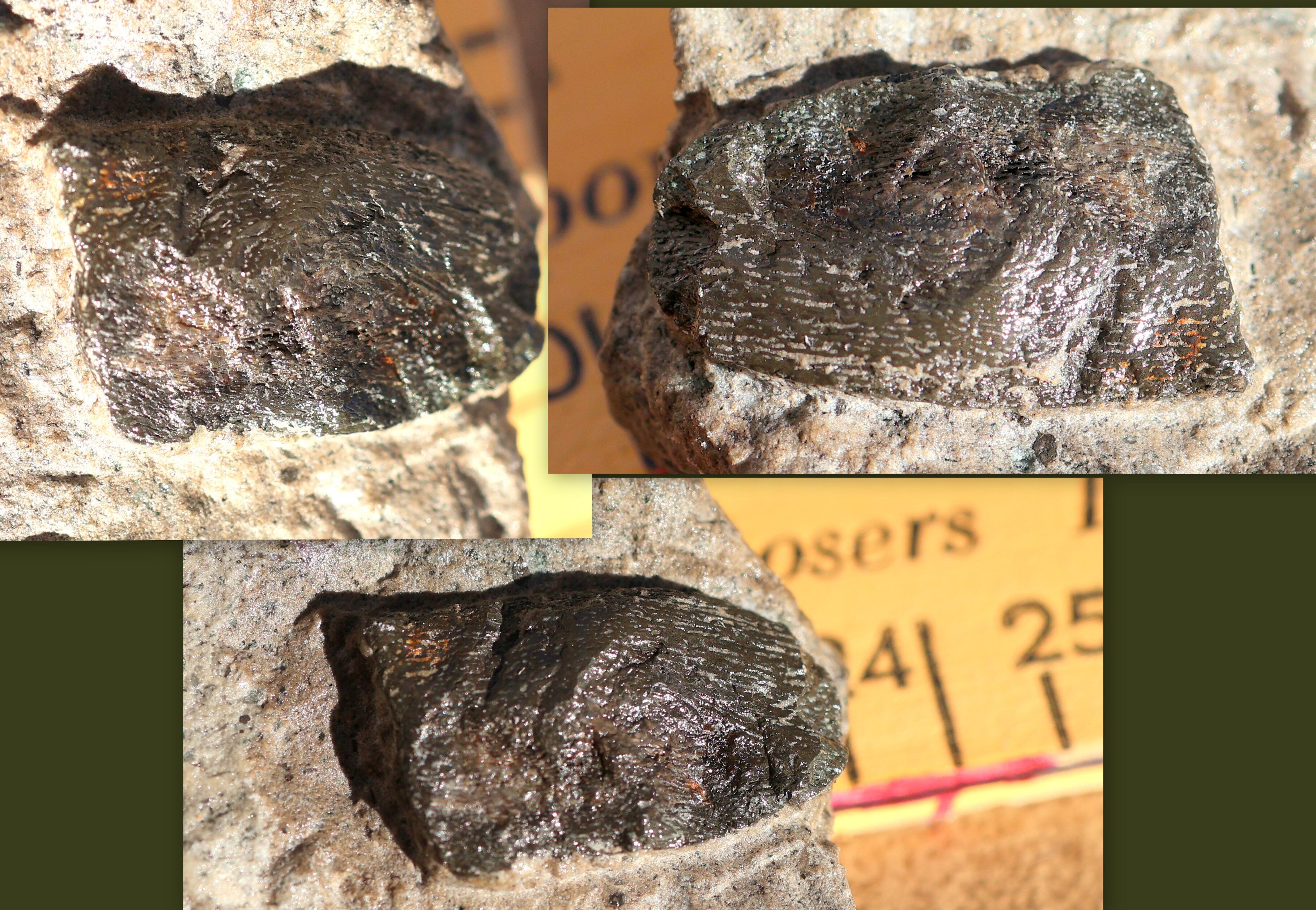 Devonian Placoderms from Iowa - Fossil Hunting Trips - The Fossil Forum