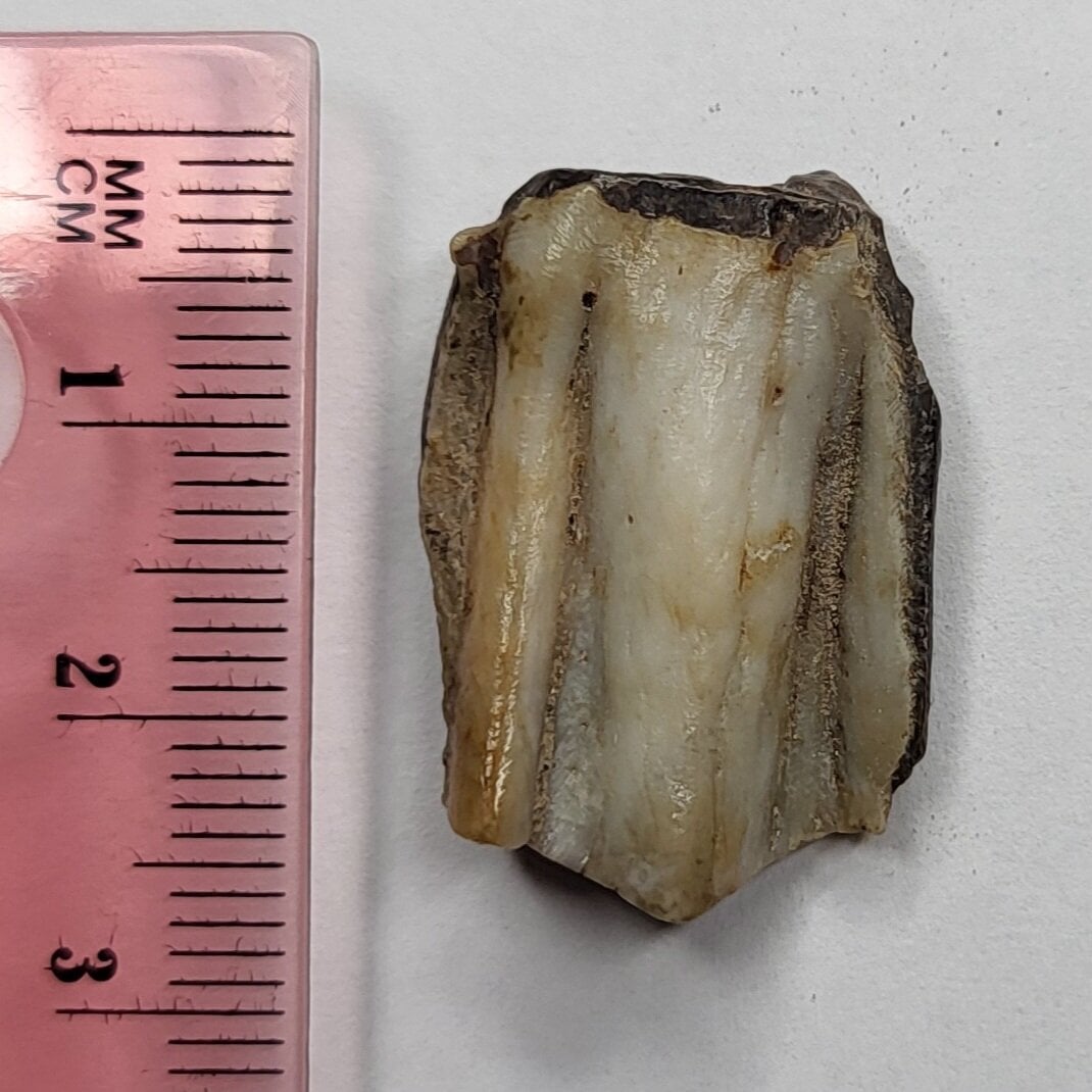 Subfossil Tooth - Fossil ID - The Fossil Forum