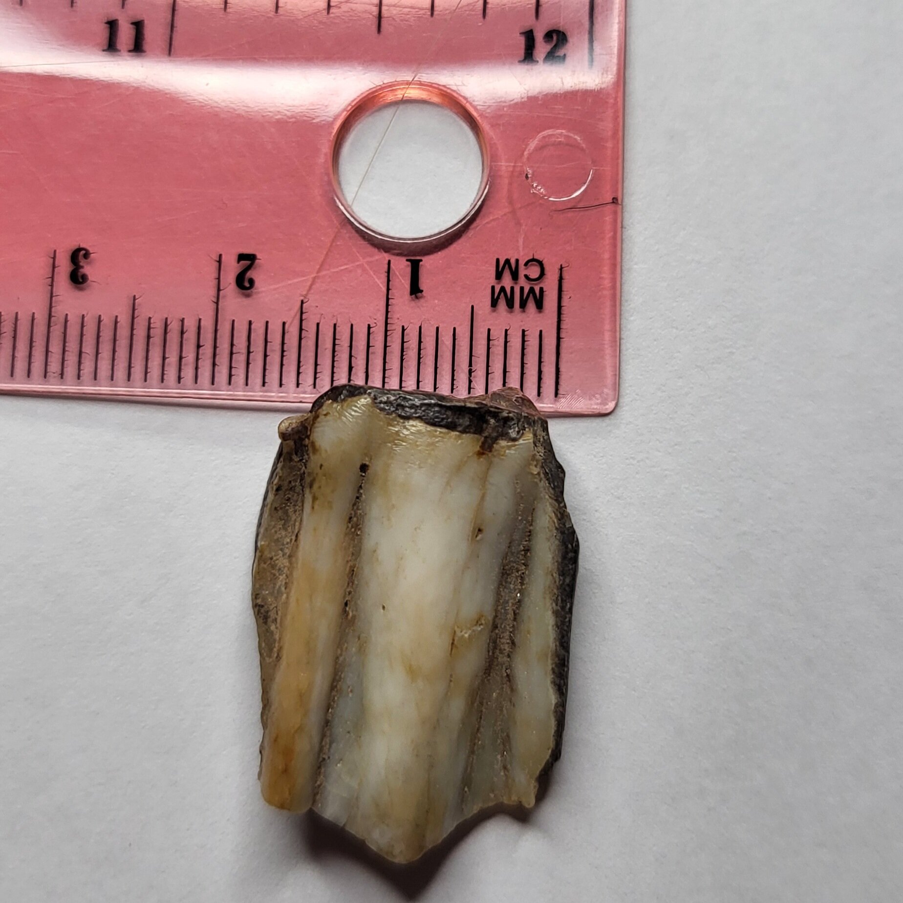 Subfossil Tooth - Fossil ID - The Fossil Forum