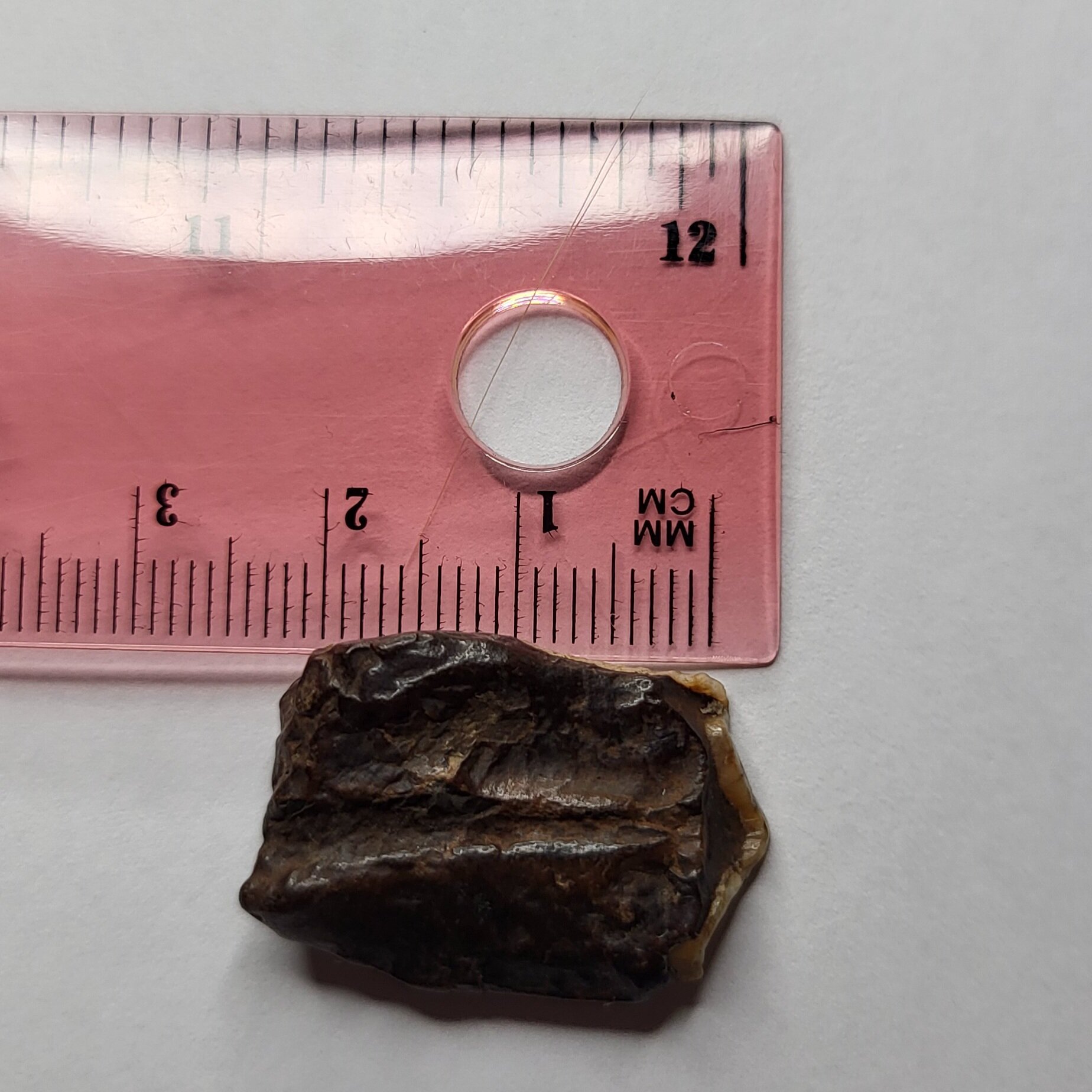 Subfossil Tooth - Fossil ID - The Fossil Forum