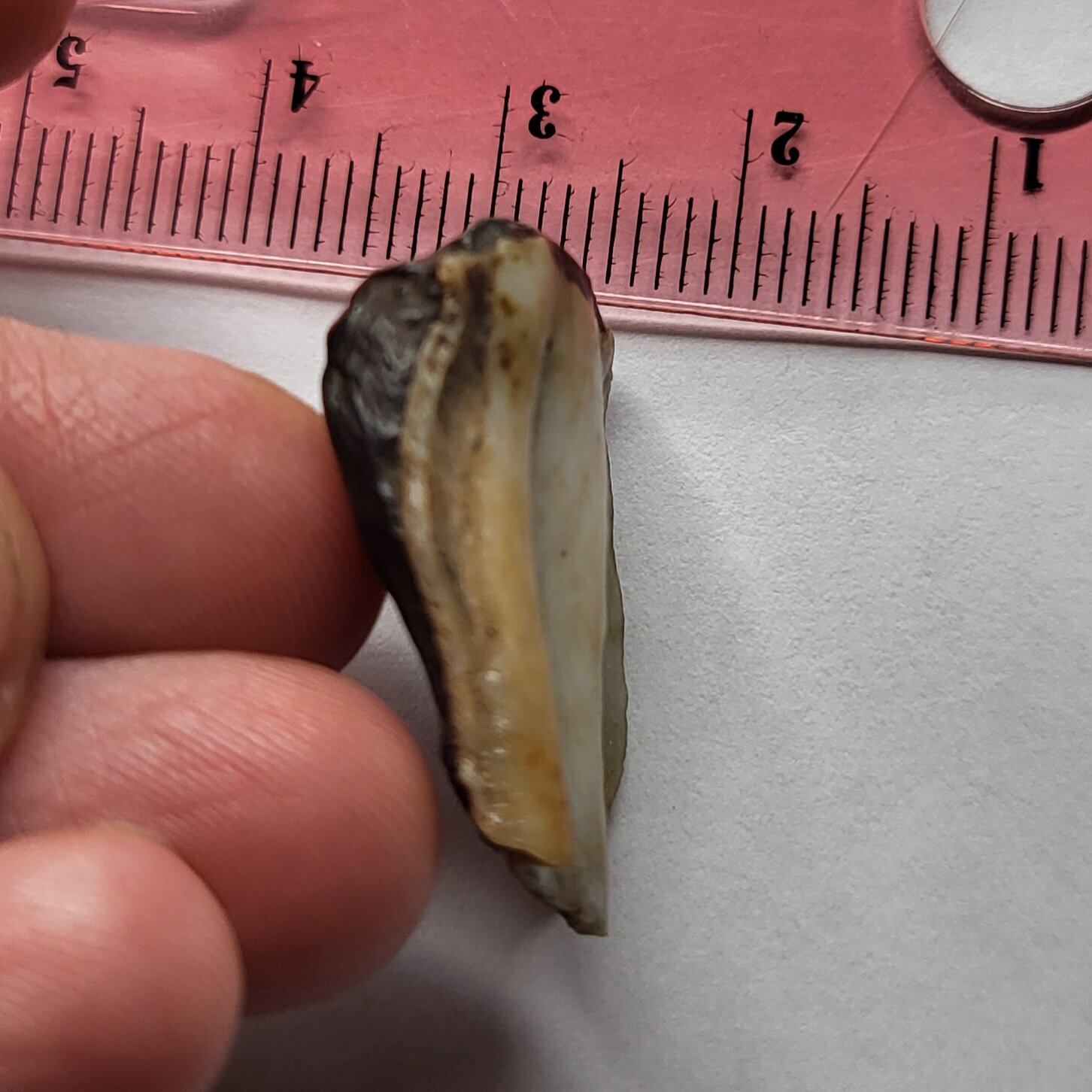 Subfossil Tooth - Fossil ID - The Fossil Forum