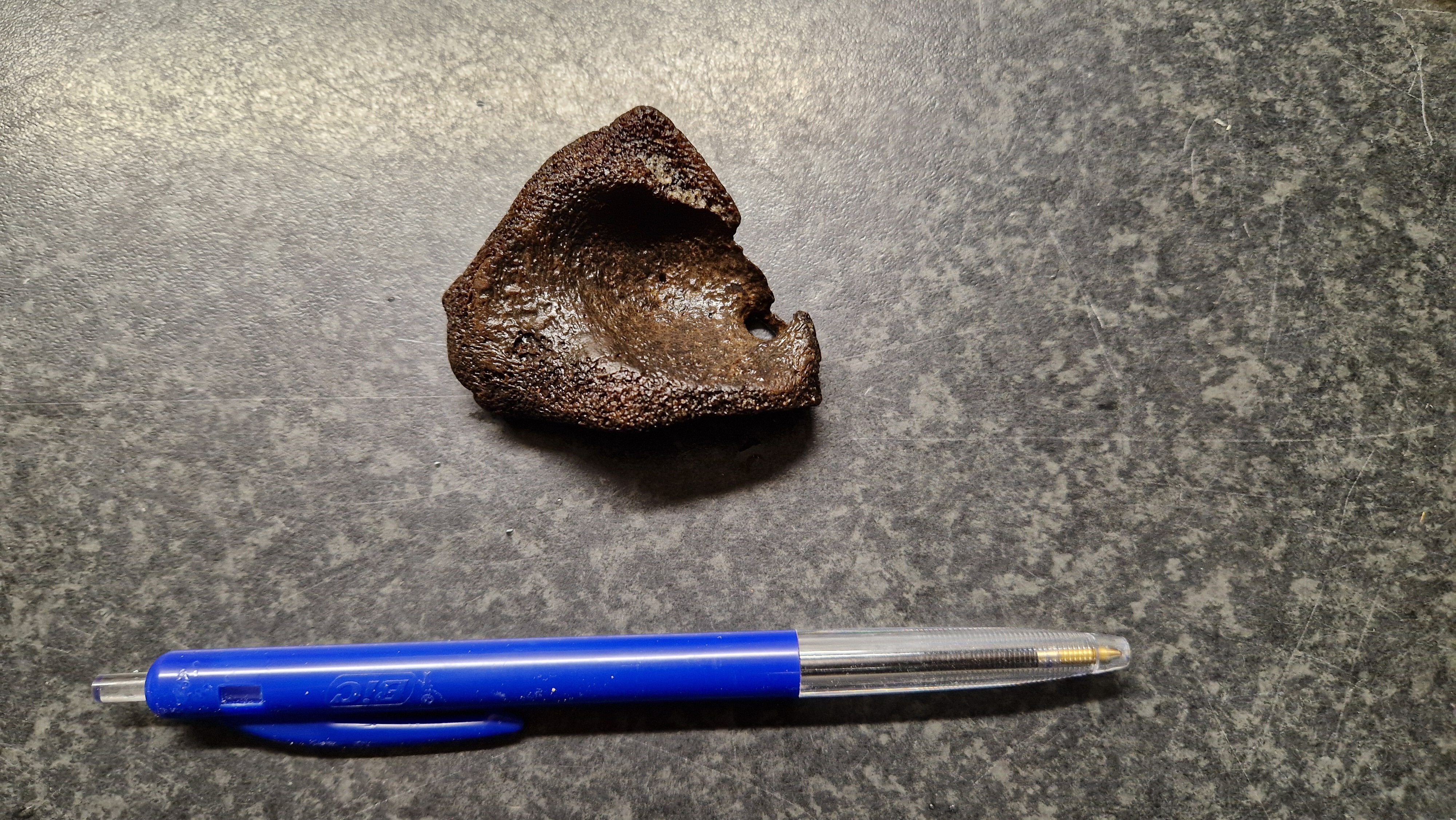 Dutch beach find - Fossil ID - The Fossil Forum