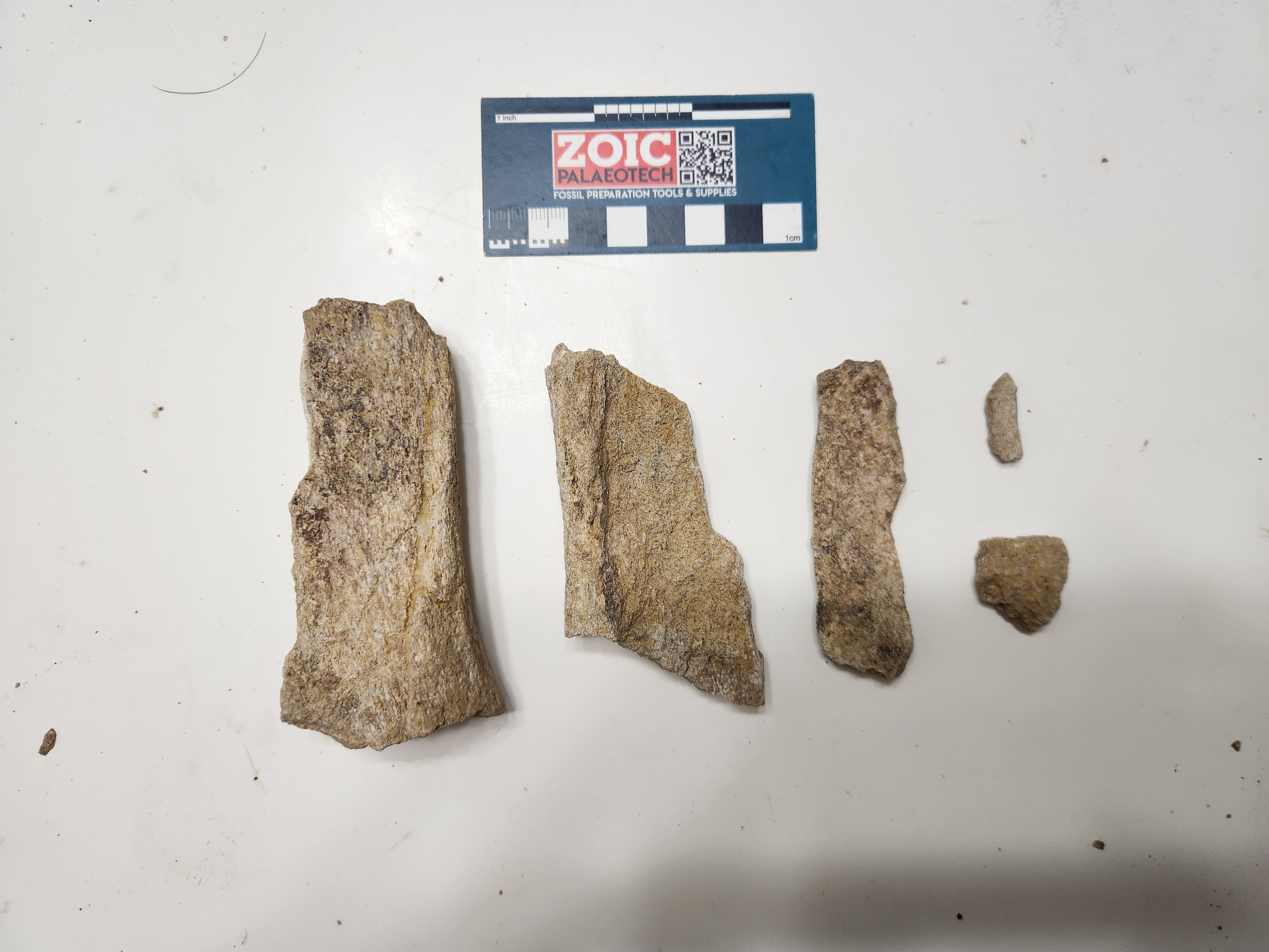 Possible fossil bone from DFW, Texas - Fossil ID - The Fossil Forum