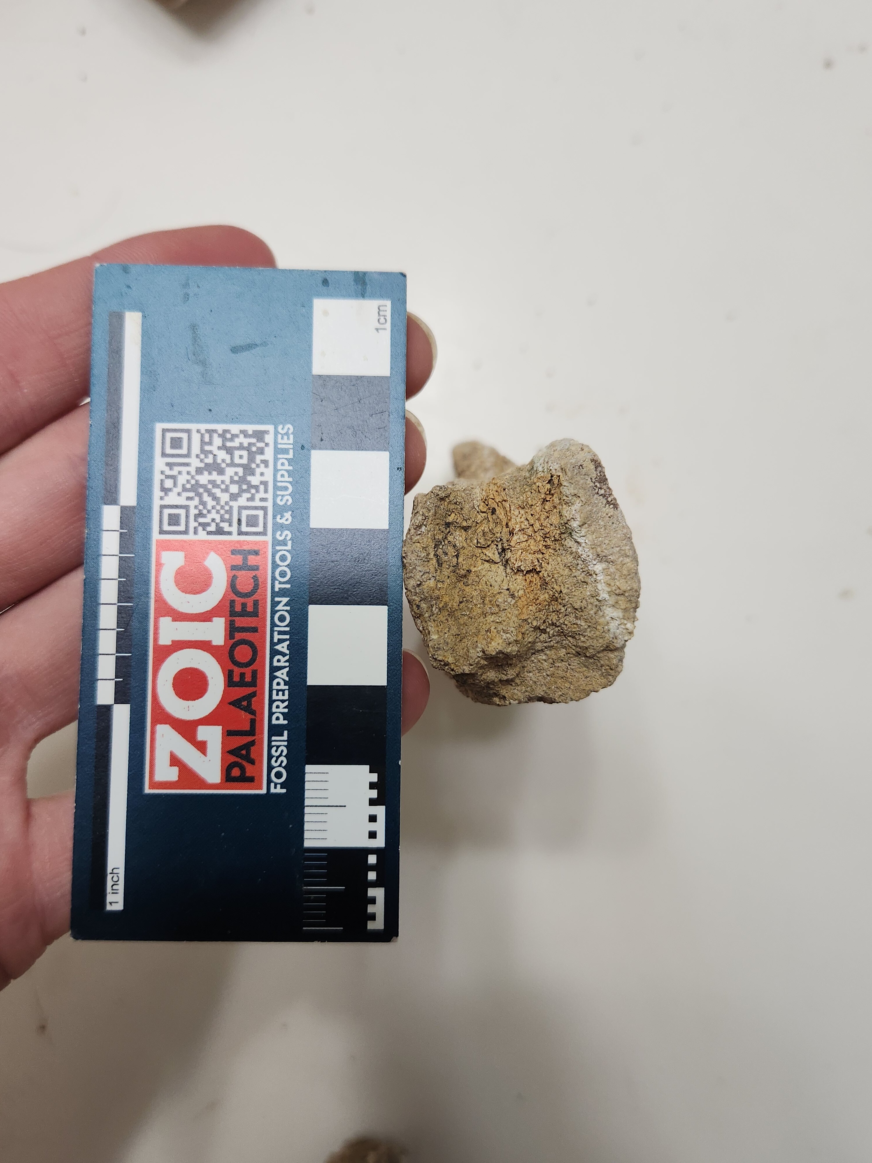 Possible fossil bone from DFW, Texas - Fossil ID - The Fossil Forum