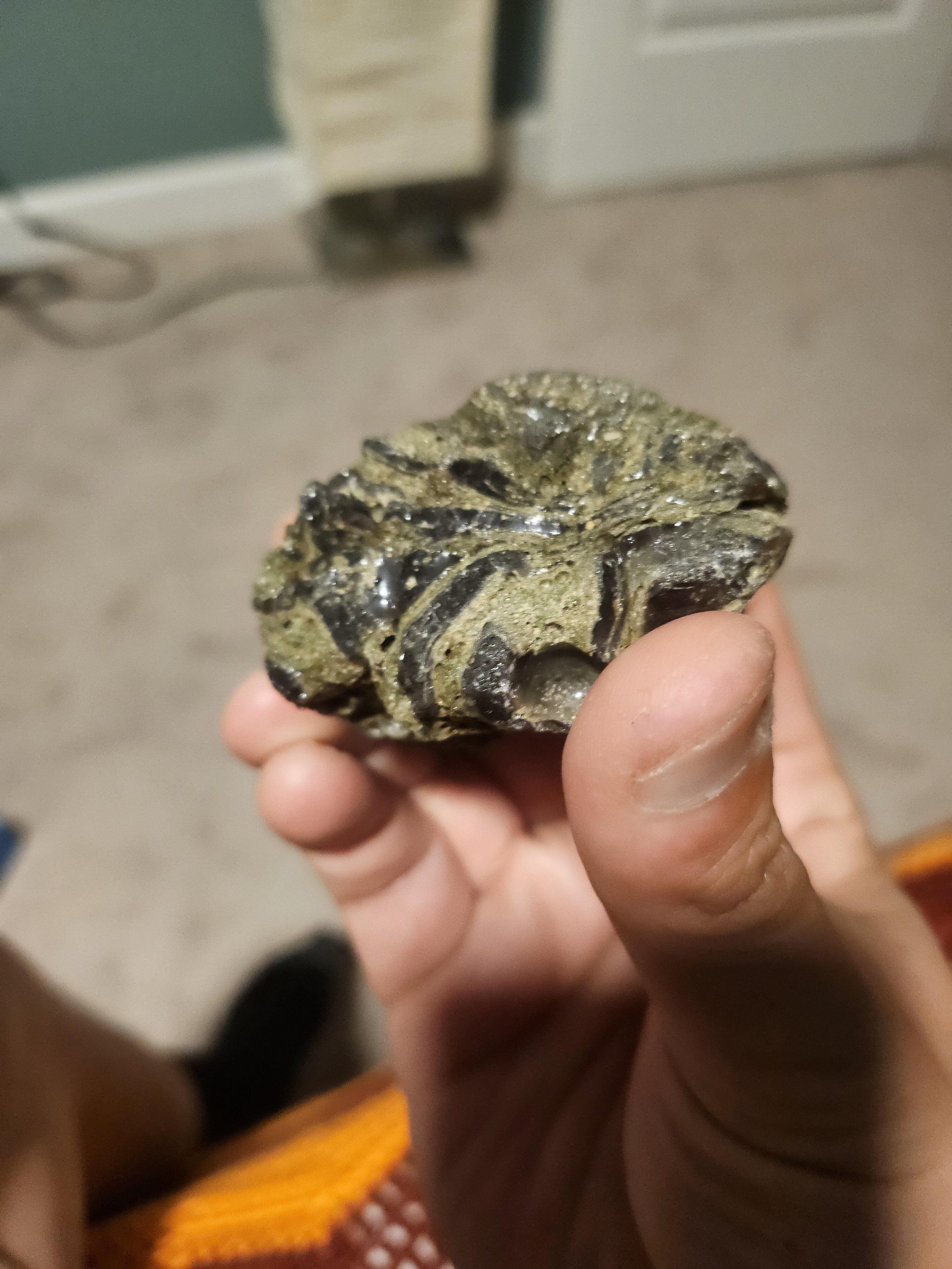 Fossils in chert? - Fossil ID - The Fossil Forum