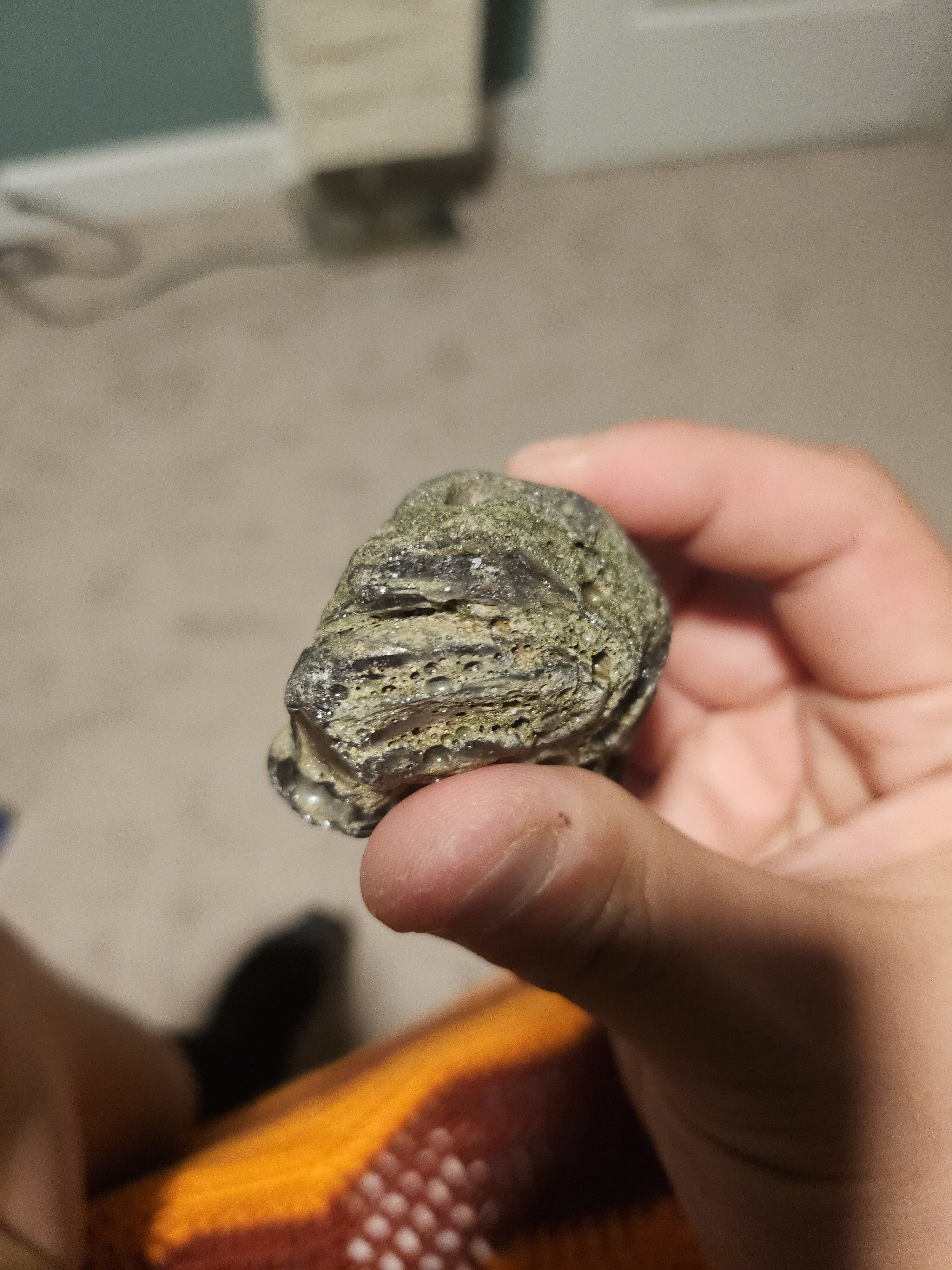 Fossils in chert? - Fossil ID - The Fossil Forum