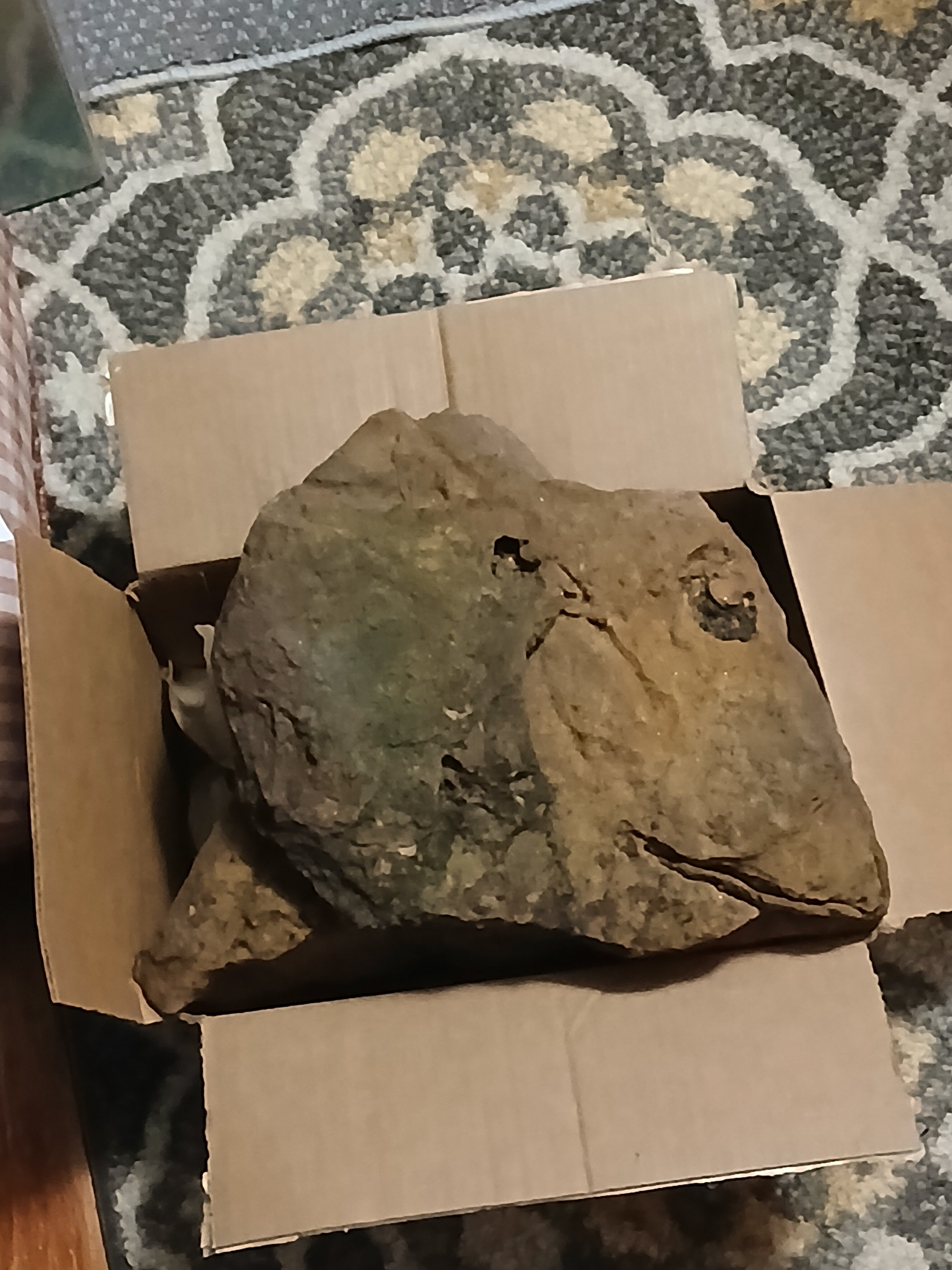 Fossil or just a rock - Fossil ID - The Fossil Forum
