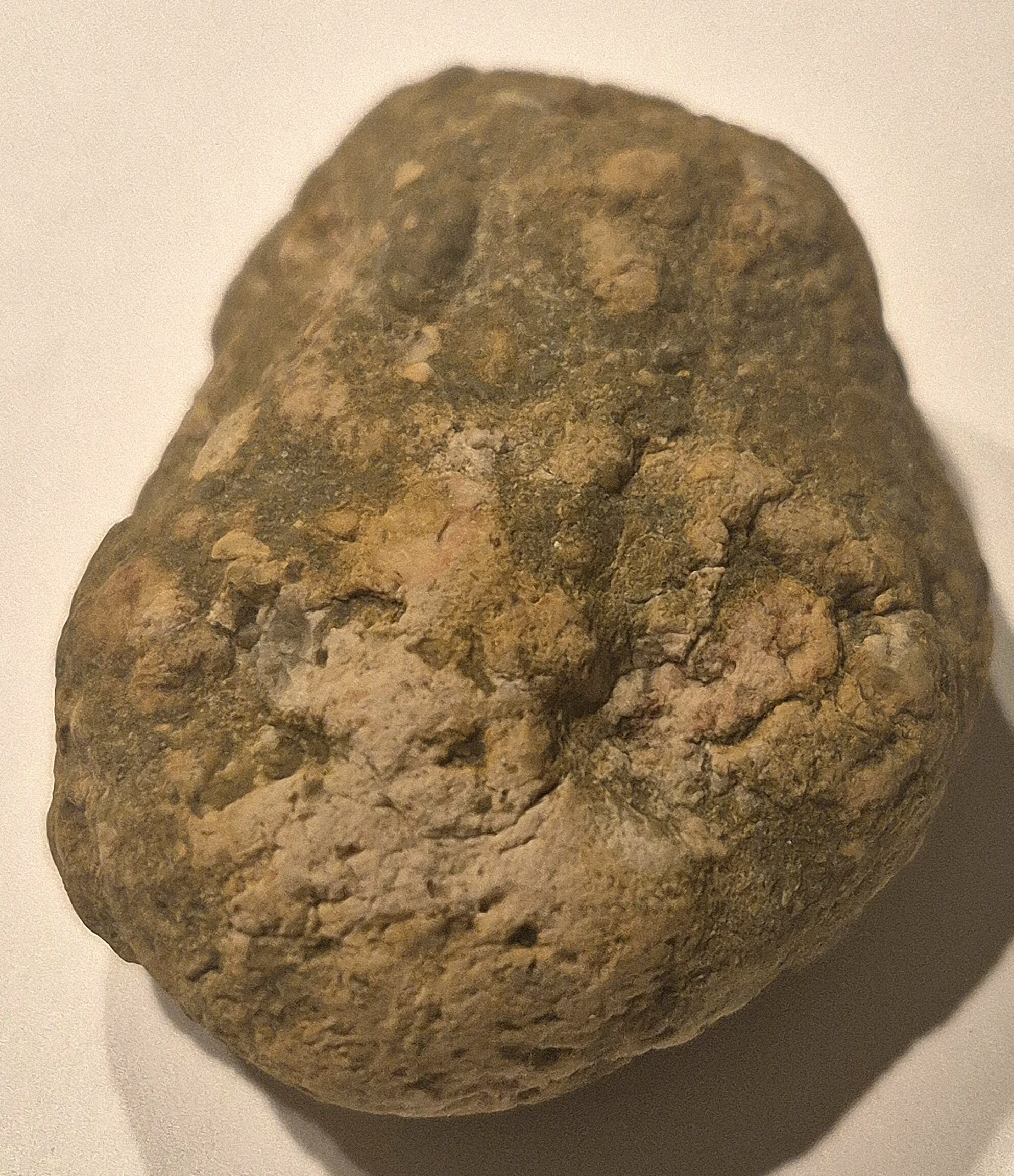 Help ID Ocean Fossil - Fossil ID - The Fossil Forum