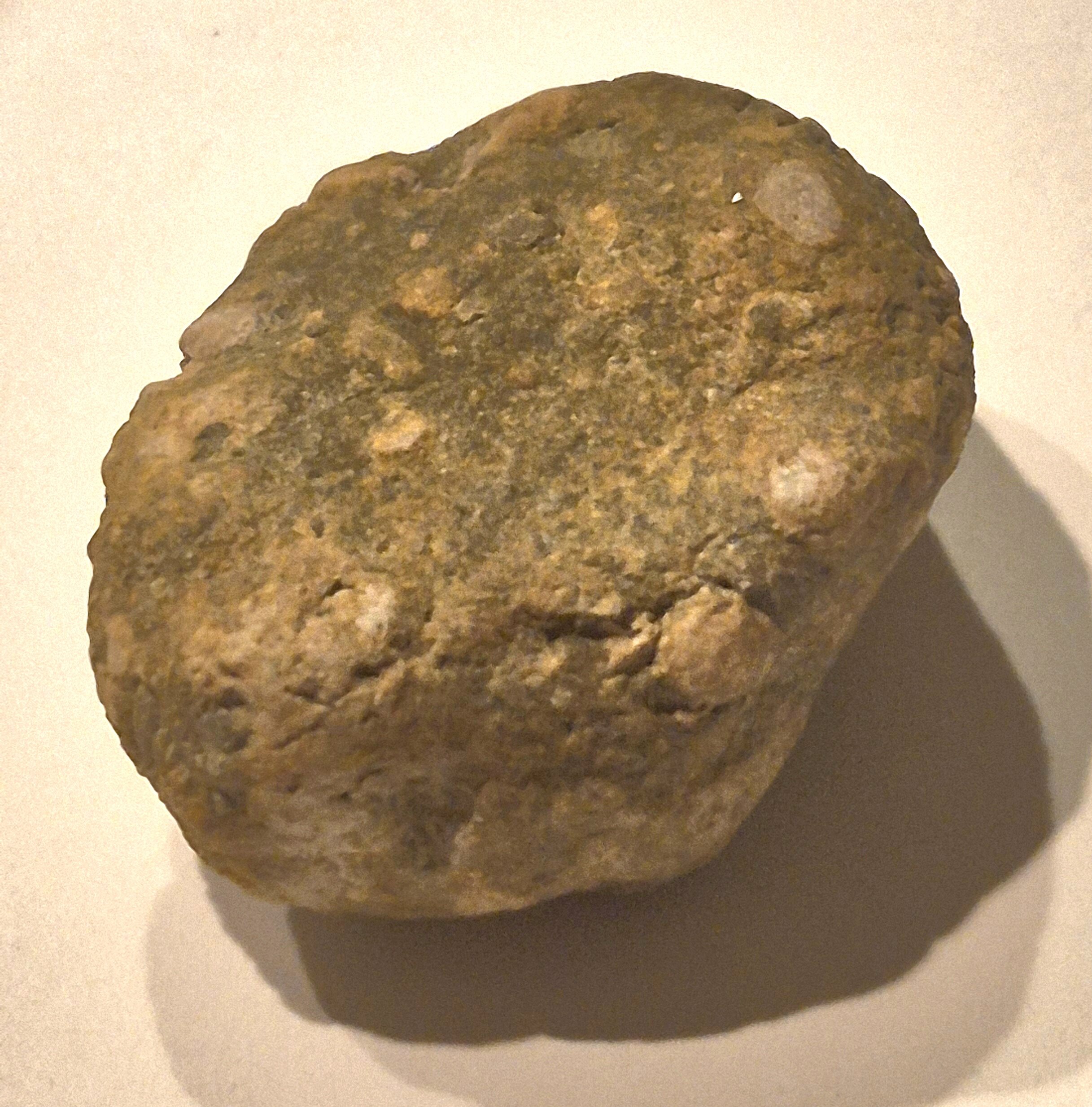 Help ID Ocean Fossil - Fossil ID - The Fossil Forum