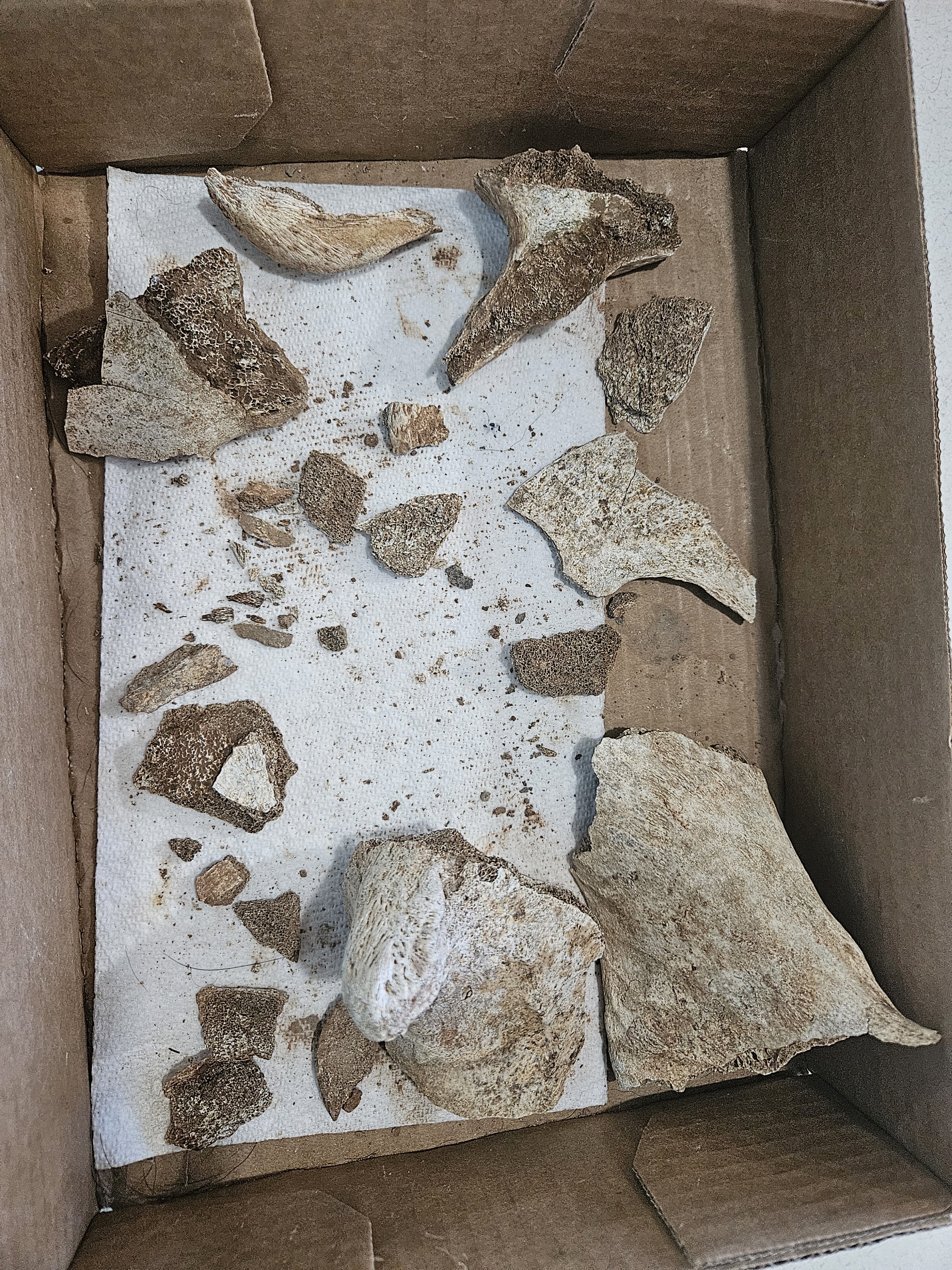 Possible Bison material - Fossil ID - The Fossil Forum
