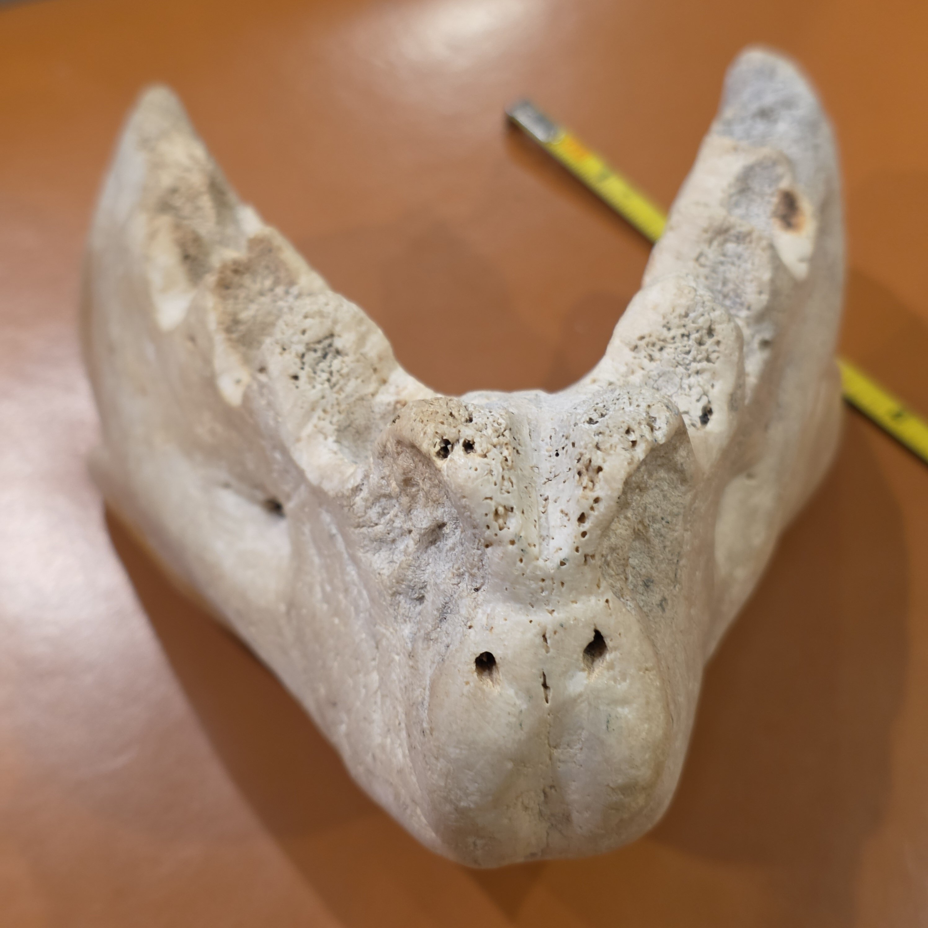 Mandible identification - Fossil ID - The Fossil Forum