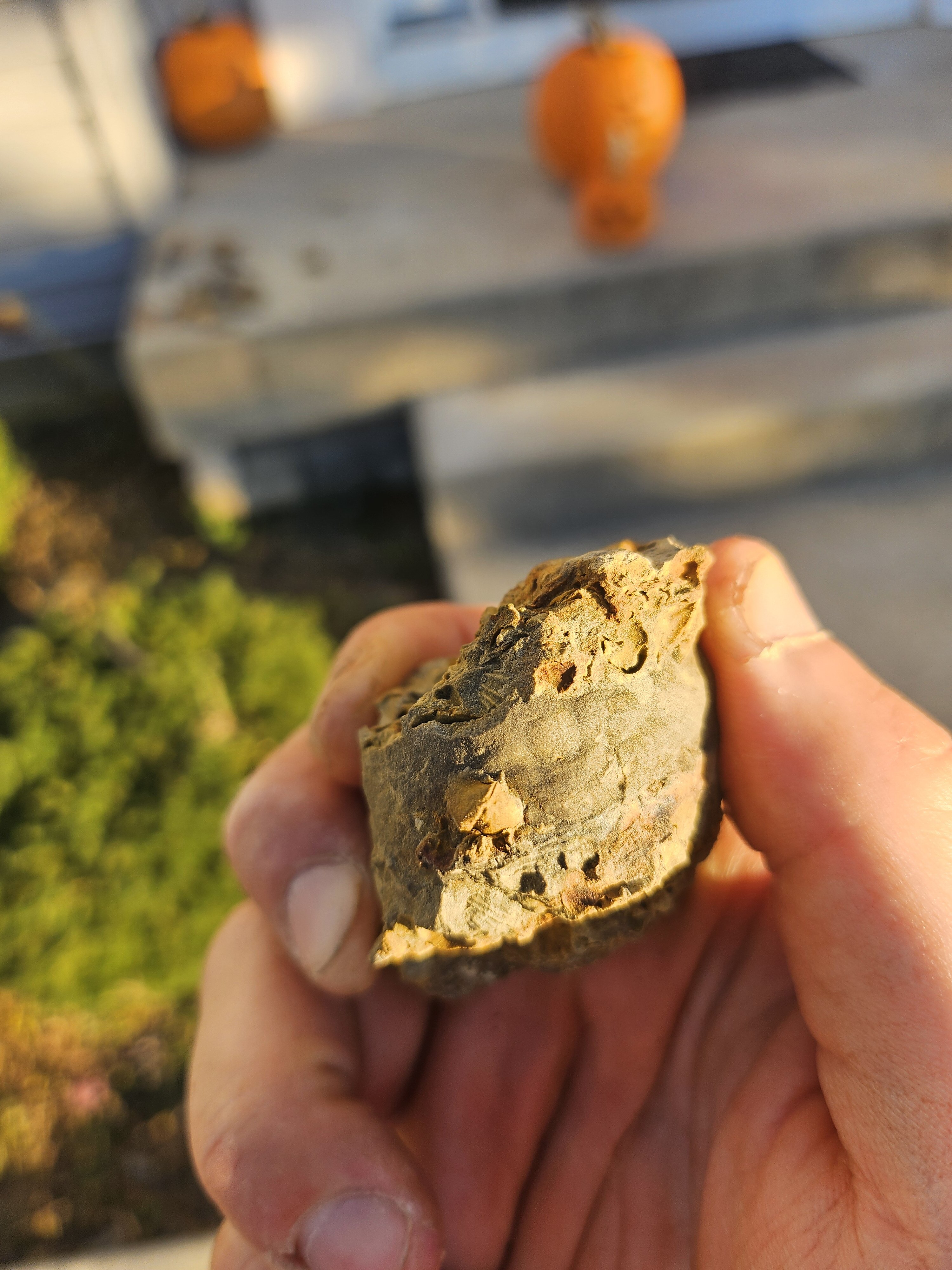 Cylinder found in fossil hash - Fossil ID - The Fossil Forum