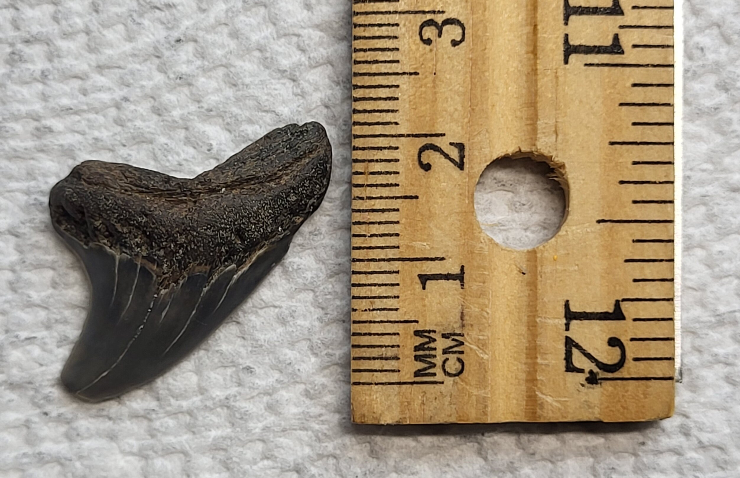 Shark Tooth Identification - Fossil ID - The Fossil Forum