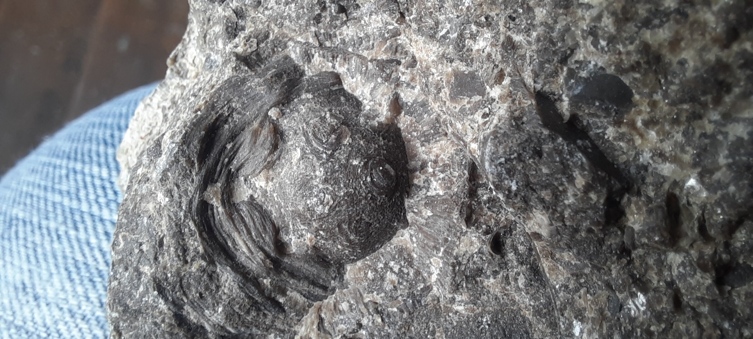 For Identification - Fossil ID - The Fossil Forum