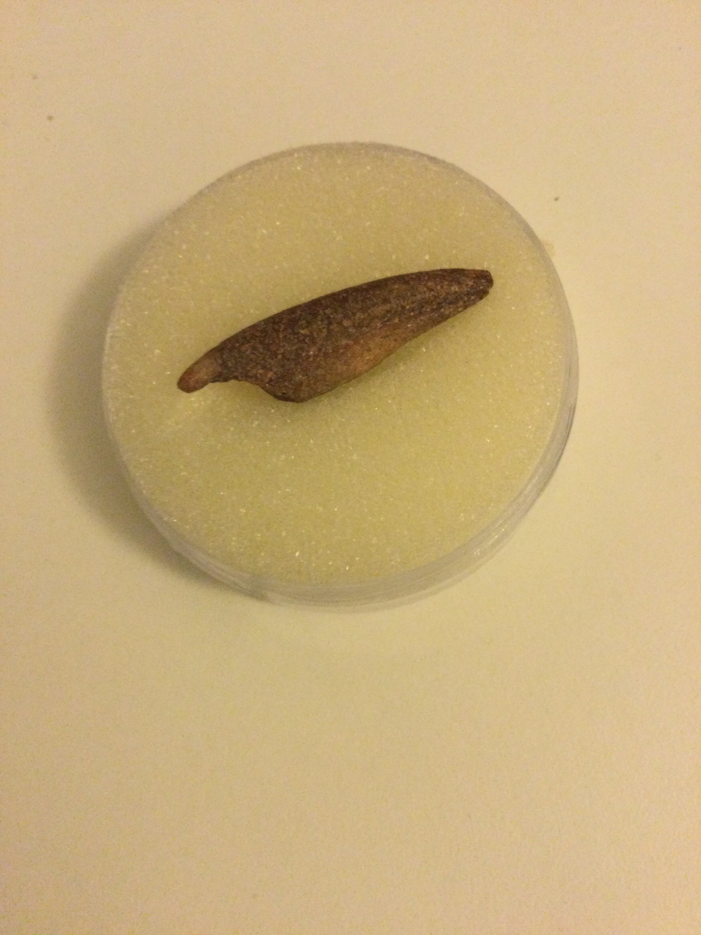 Claw Identification Kem Kem Beds - Fossil ID - The Fossil Forum