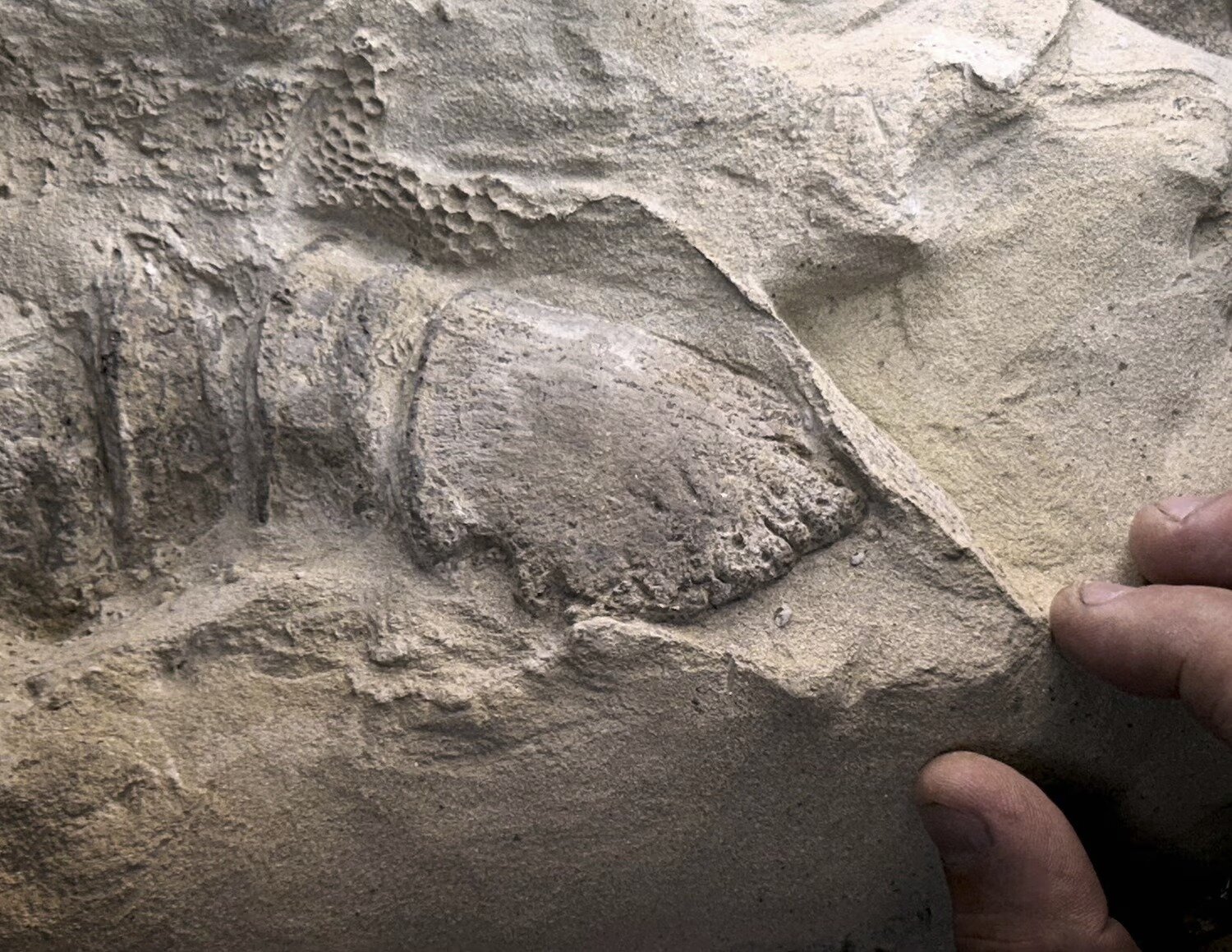 Impressive new hadrosaurid mummy exhibits skin and hooves - Fossil News ...