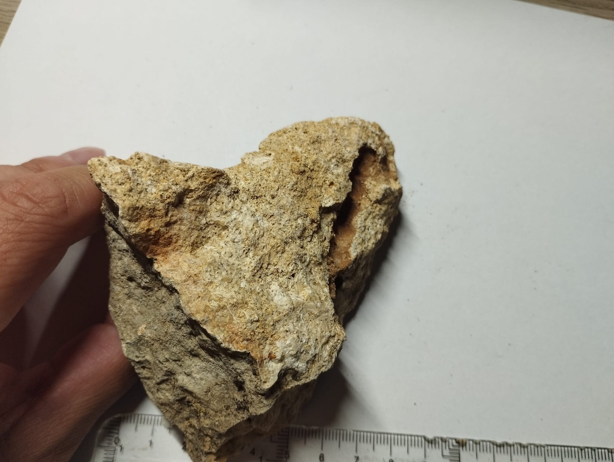 Fossil or just a rock? - Fossil ID - The Fossil Forum