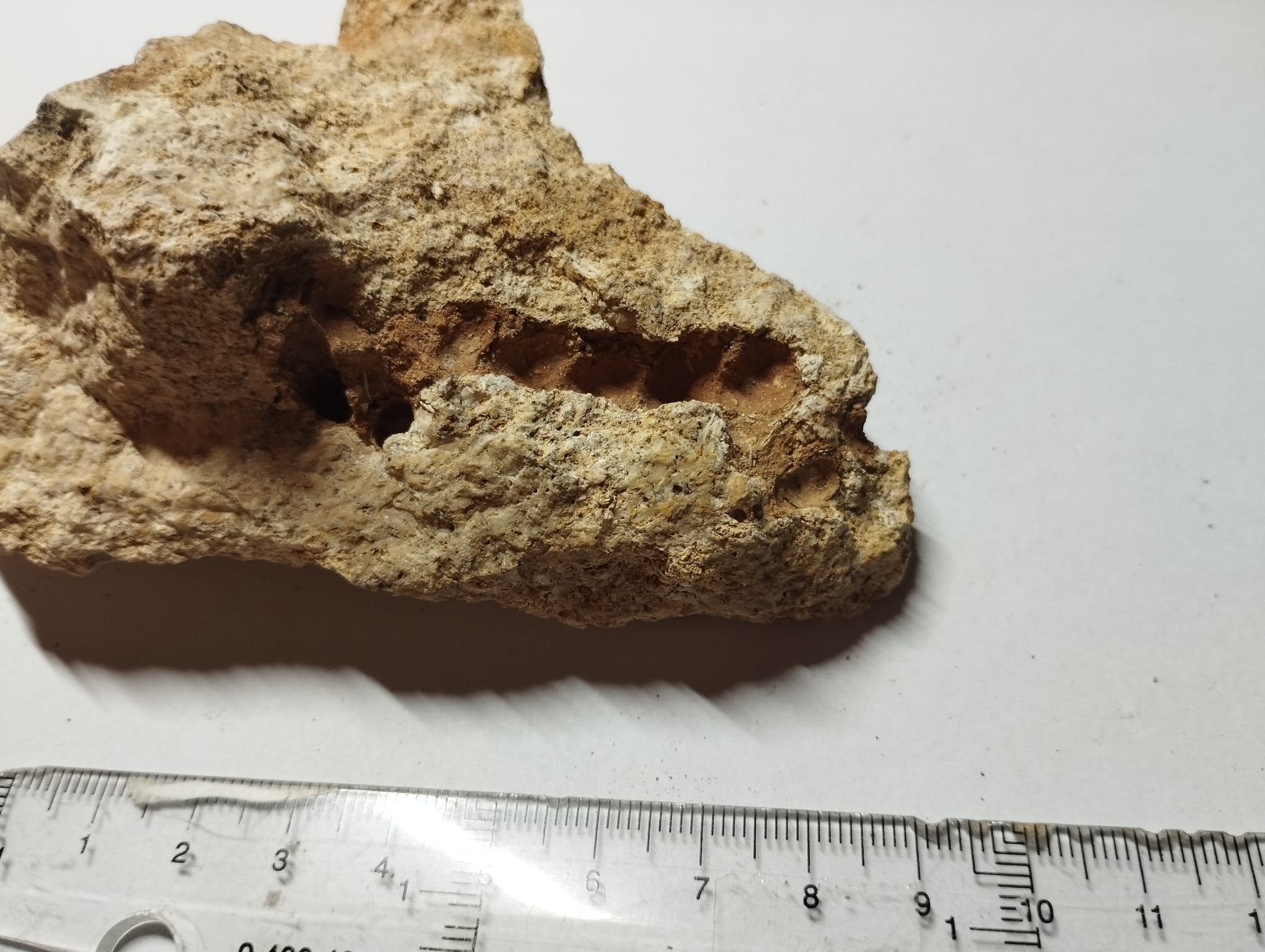 Fossil or just a rock? - Fossil ID - The Fossil Forum