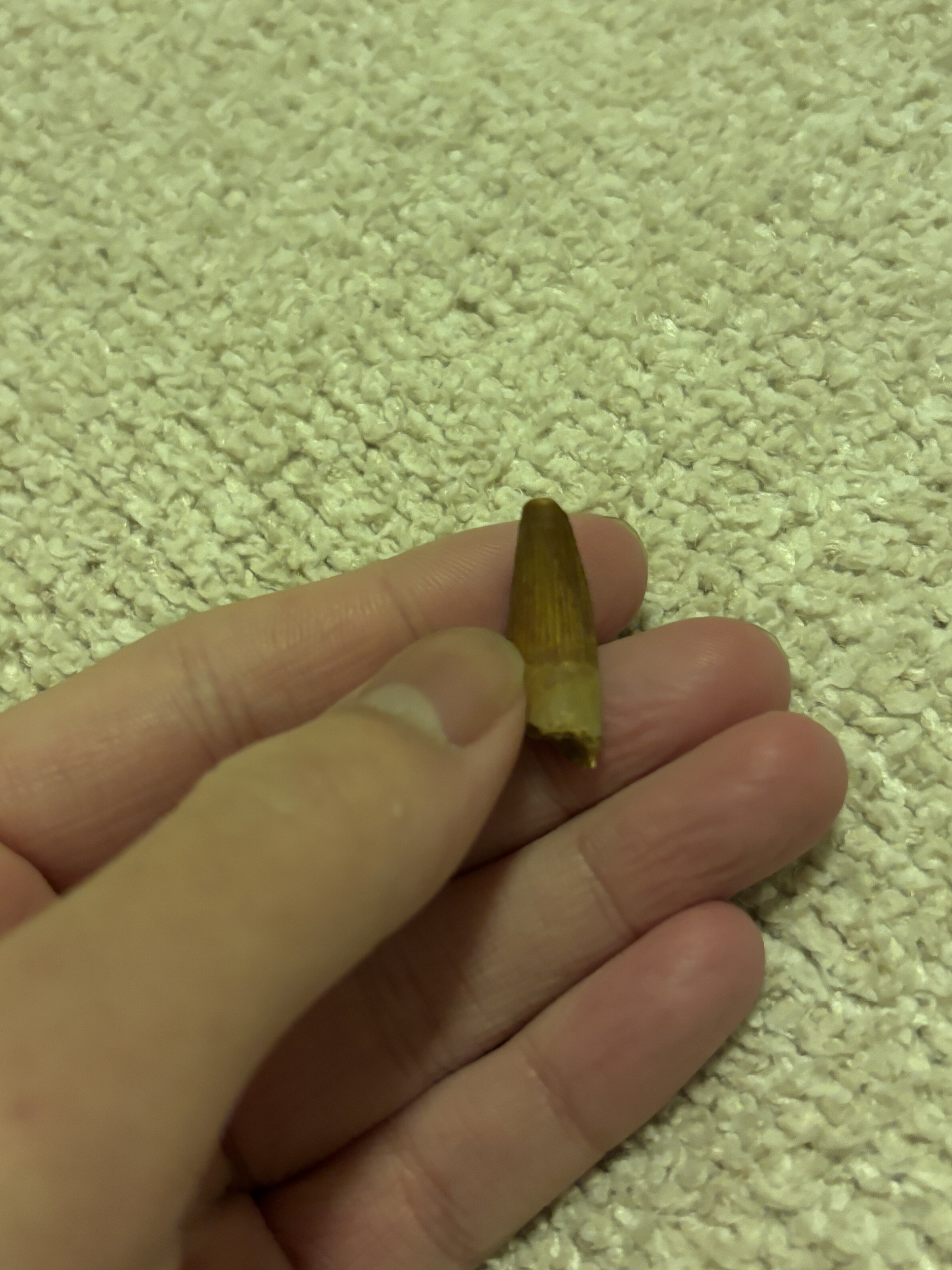 Spinosaurus or Croc tooth? - Fossil ID - The Fossil Forum