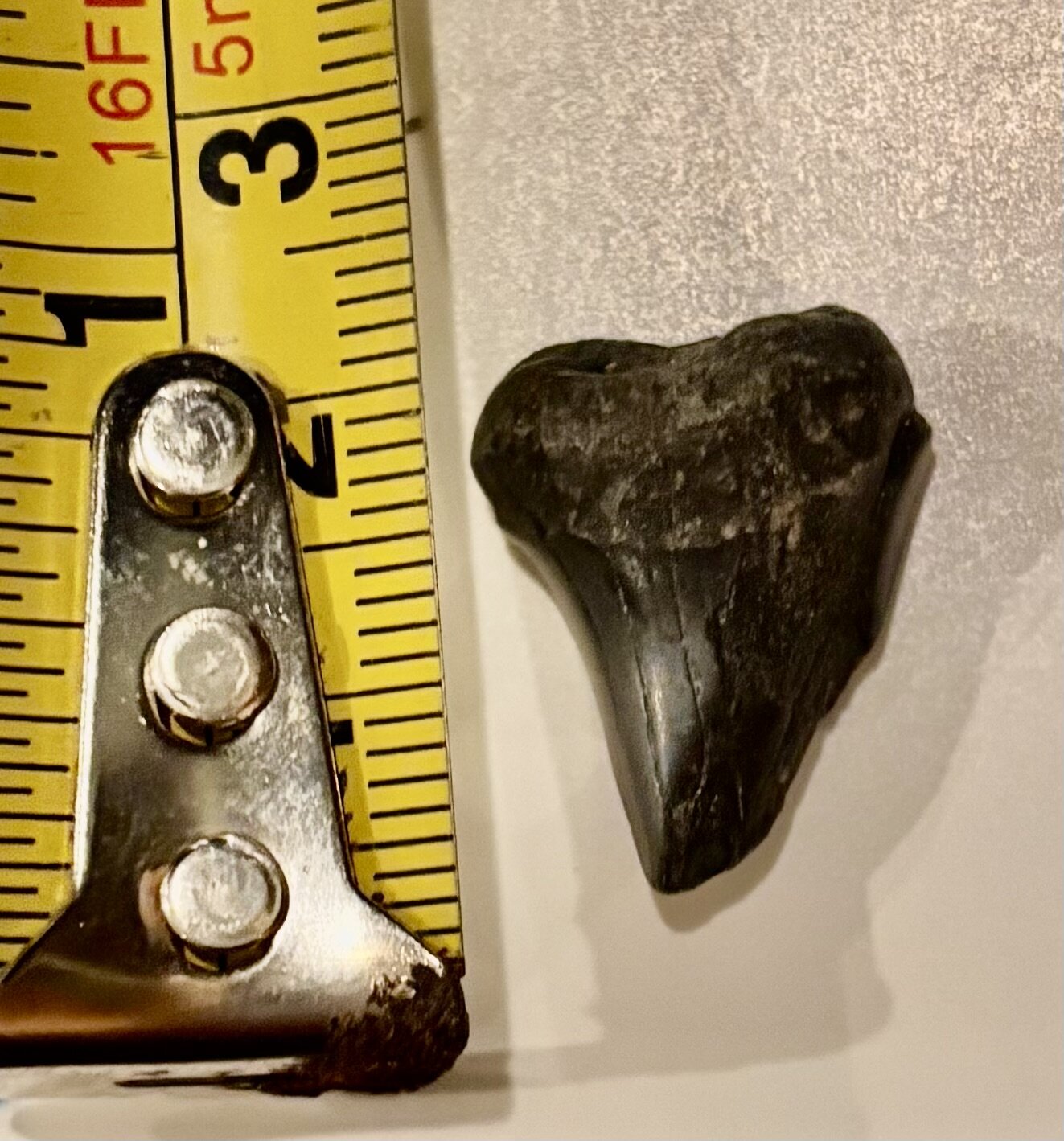 Shark tooth ID - Fossil ID - The Fossil Forum