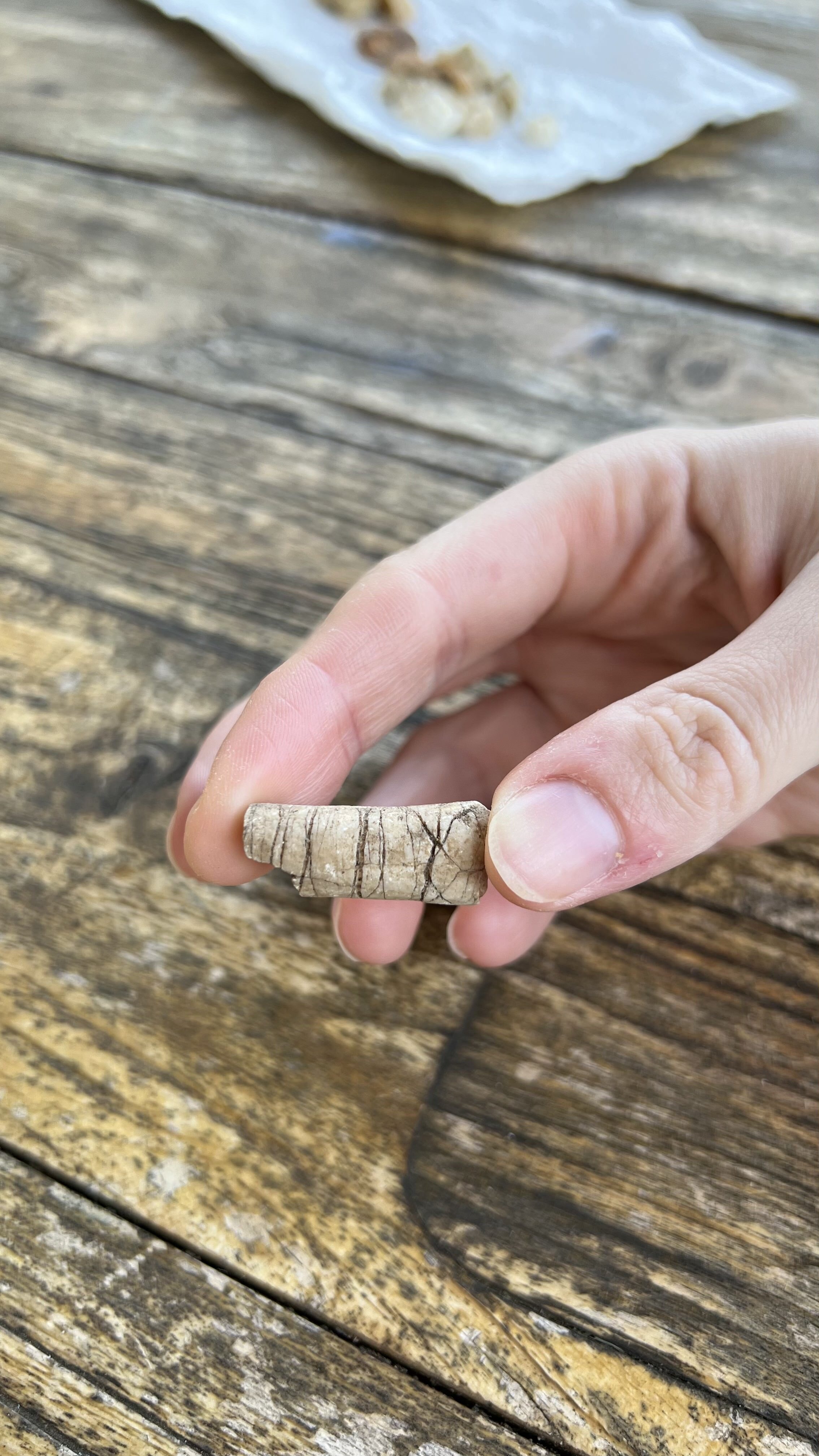 Crinoid Stem Or Something Else? - Fossil ID - The Fossil Forum