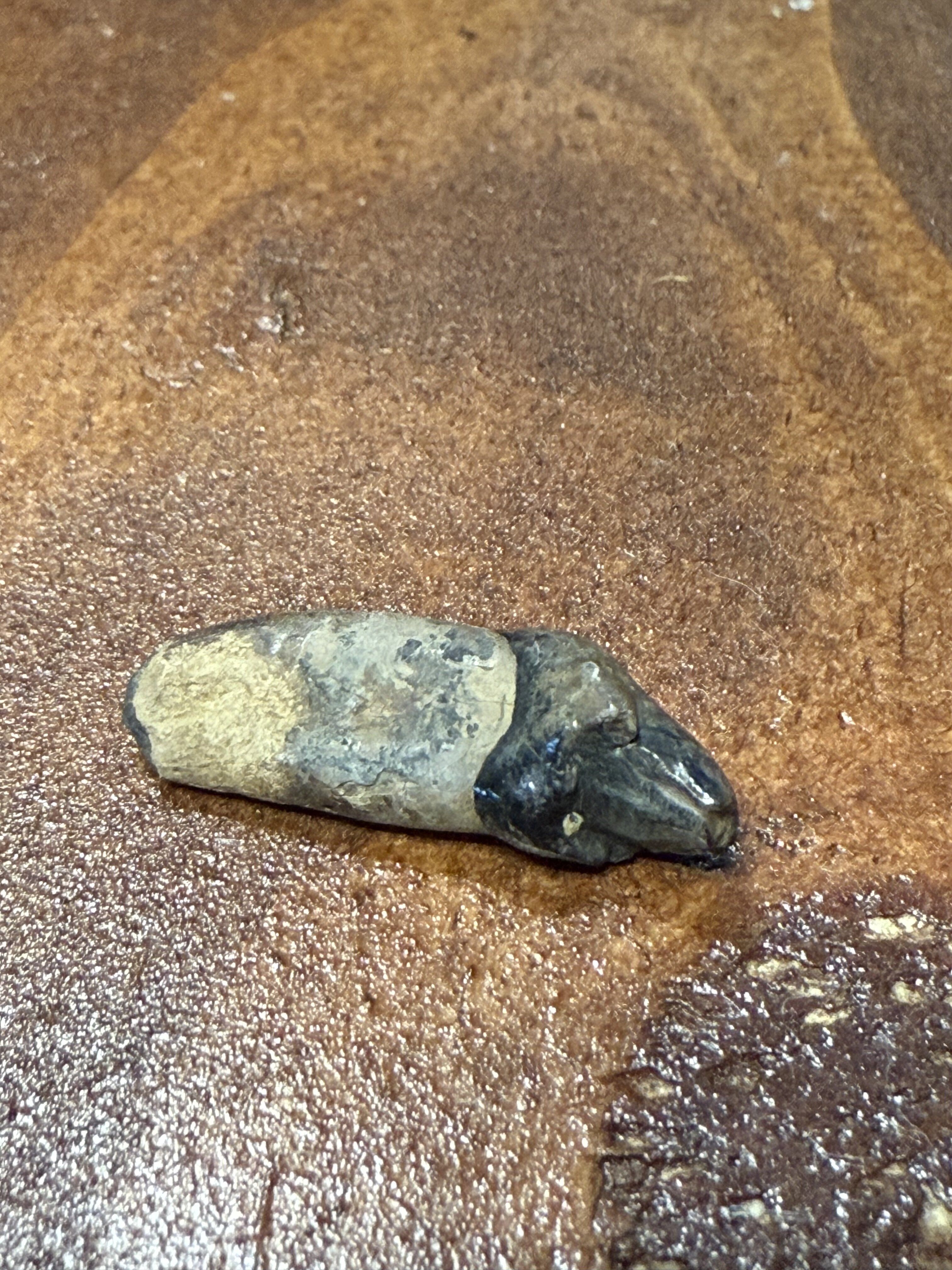 Bone valley marine mammals? ID - Fossil ID - The Fossil Forum