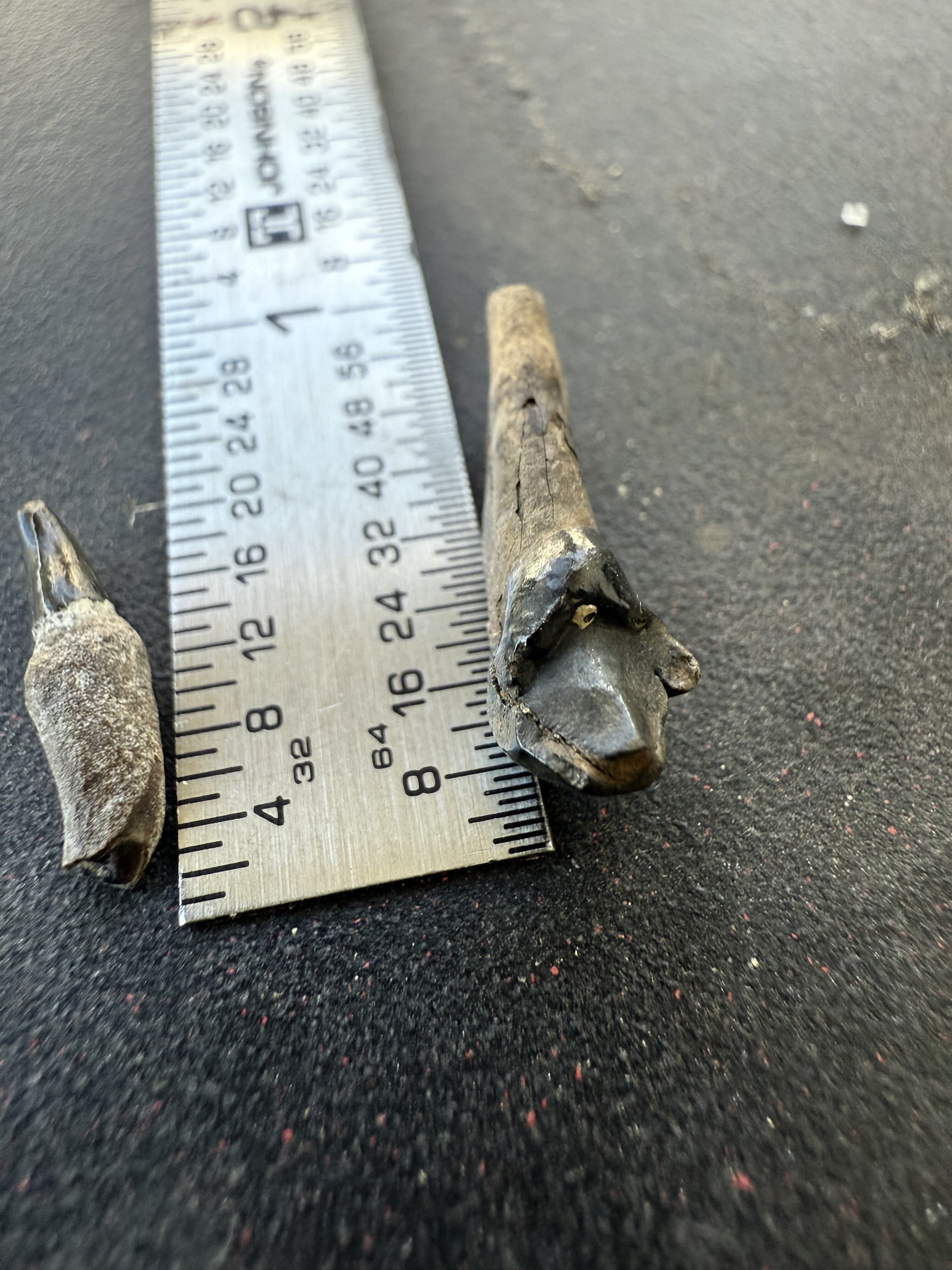 Bone valley marine mammals? ID - Fossil ID - The Fossil Forum