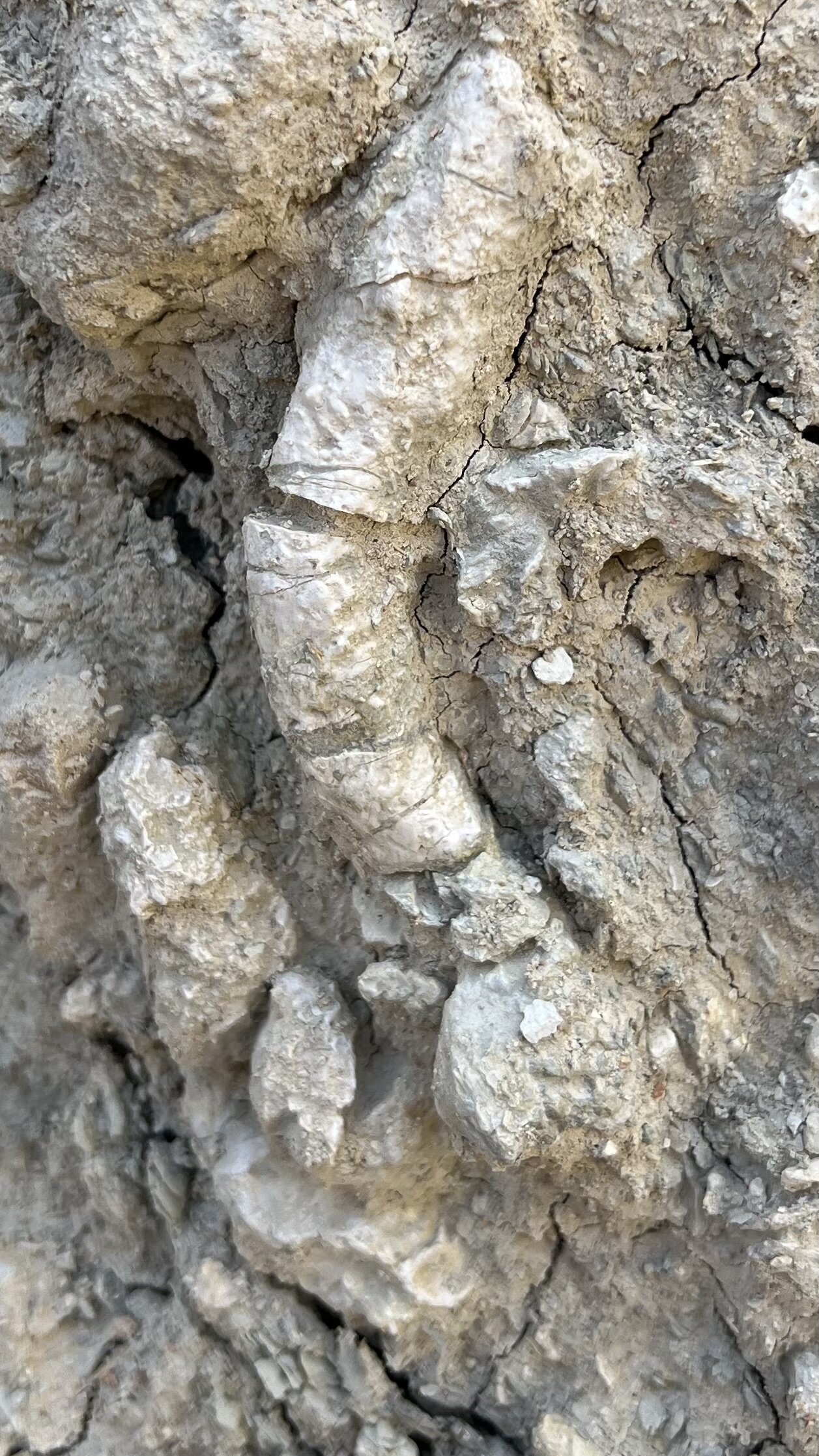Trace Fossil? - Fossil ID - The Fossil Forum