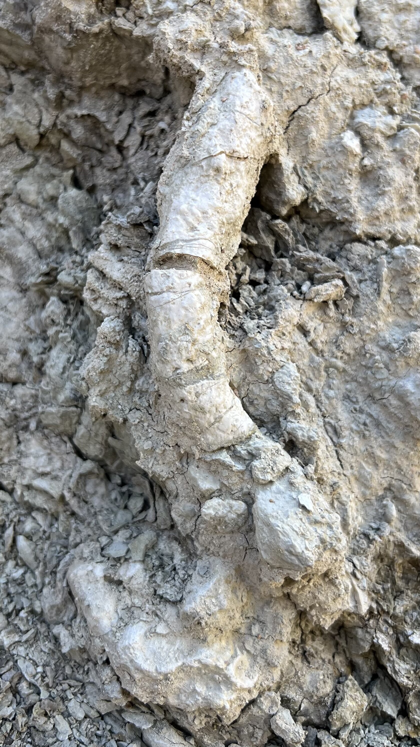 Trace Fossil? - Fossil ID - The Fossil Forum